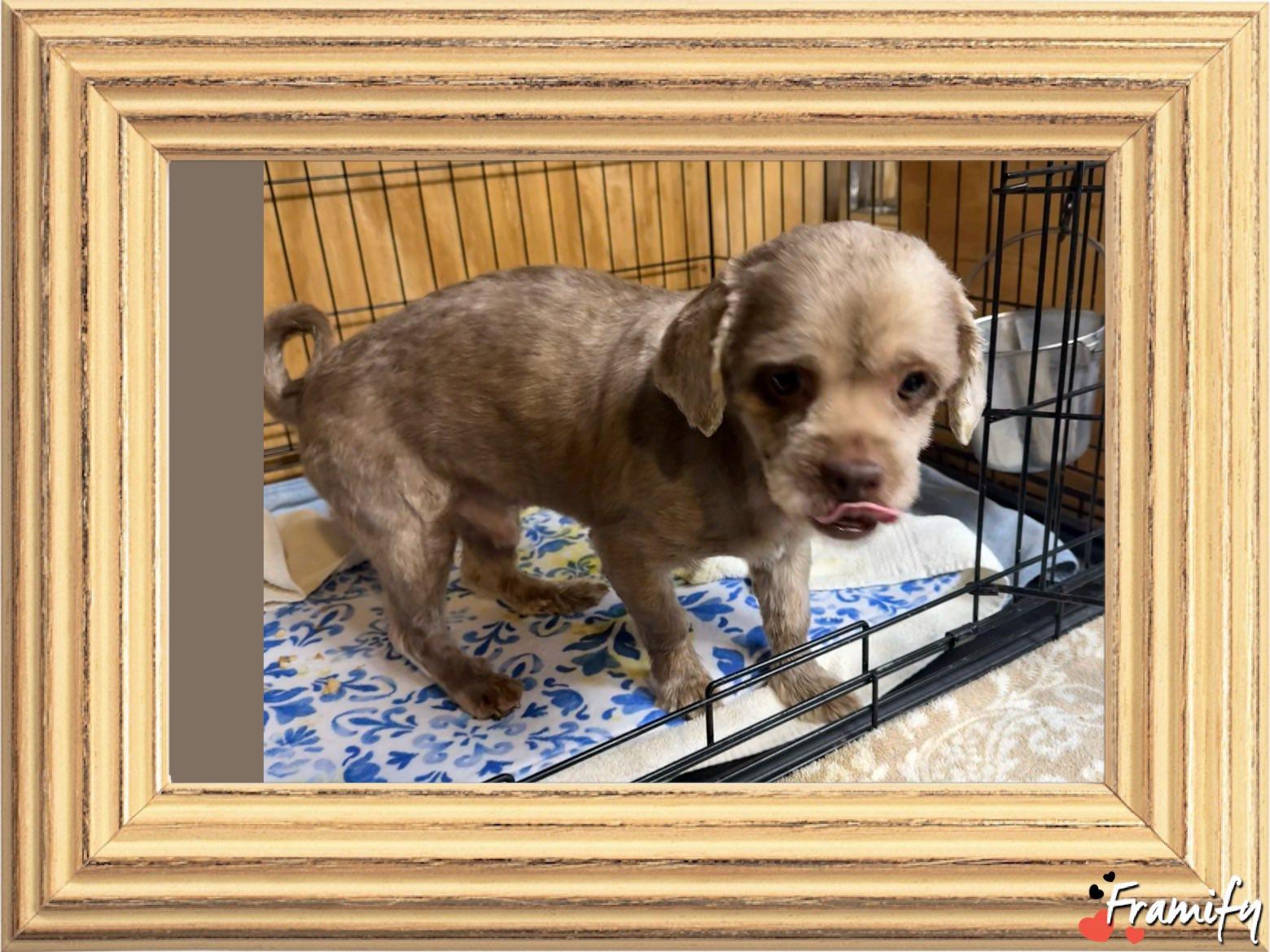 Willi Wonka - Adoptable Pet | Petfinder | Petfinder