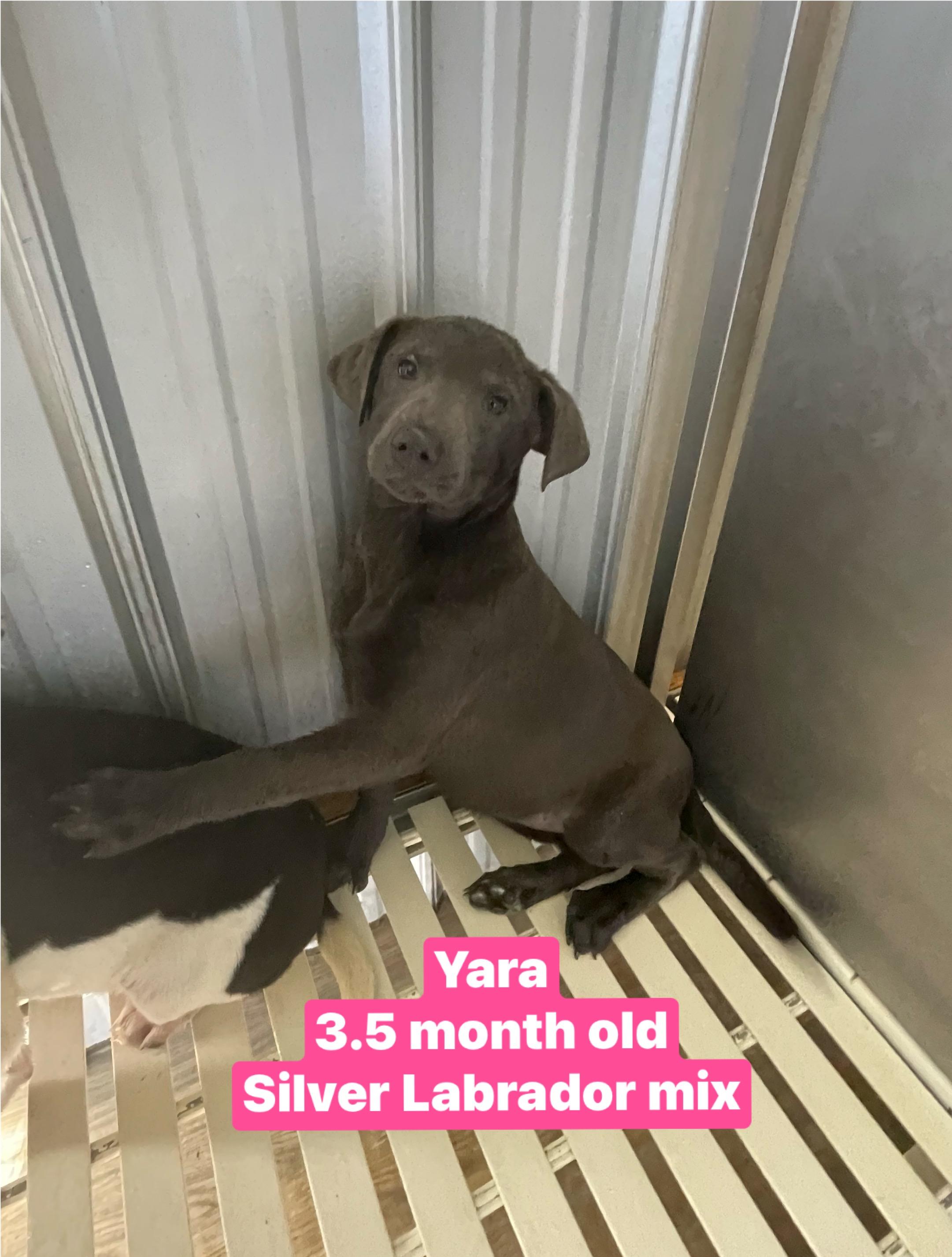 Dog for adoption - Yara, a Labrador Retriever Mix in Wallington, NJ ...