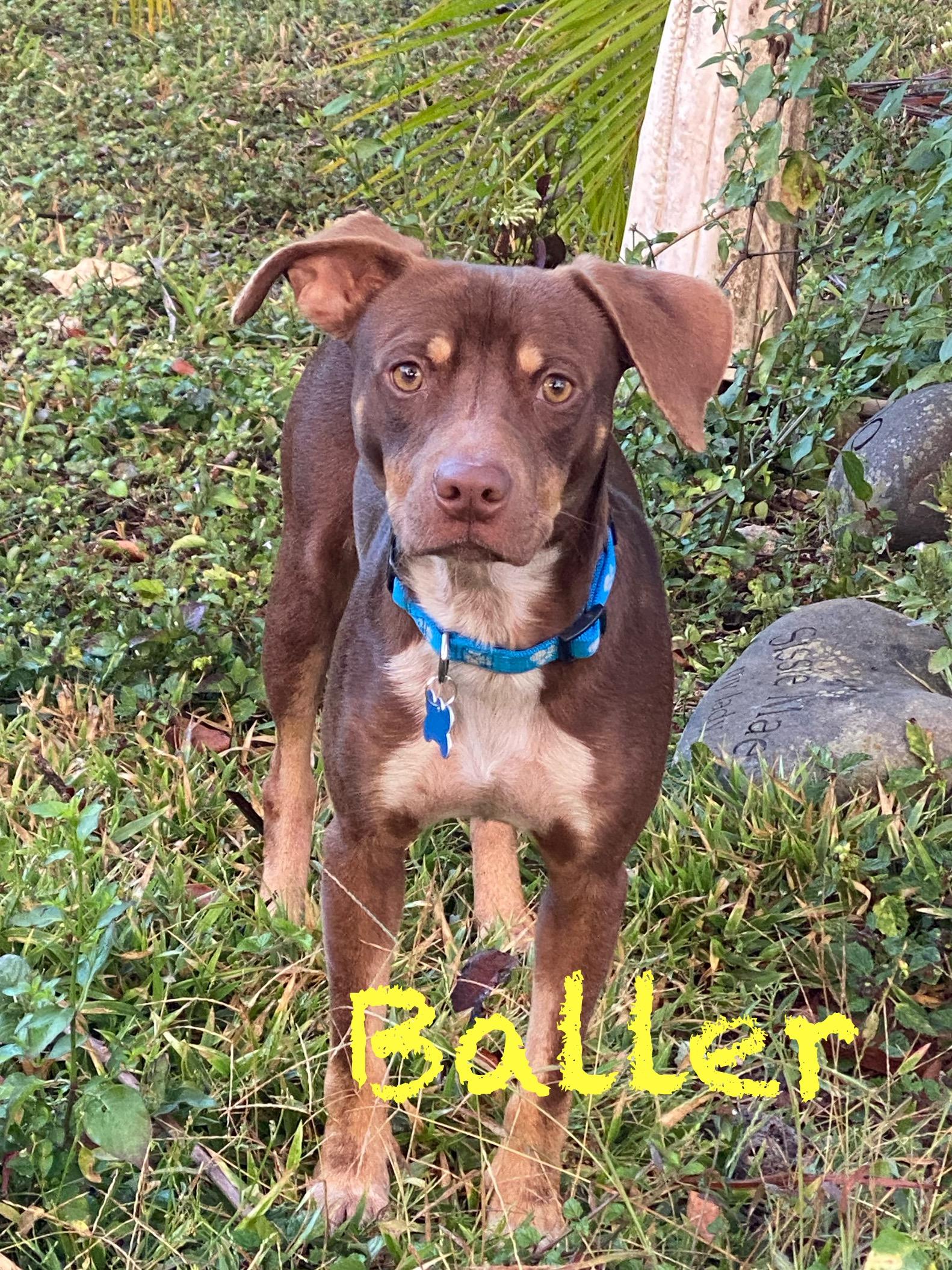 Dog for adoption - Baller - Let's Play, a Terrier & Chihuahua Mix in ...