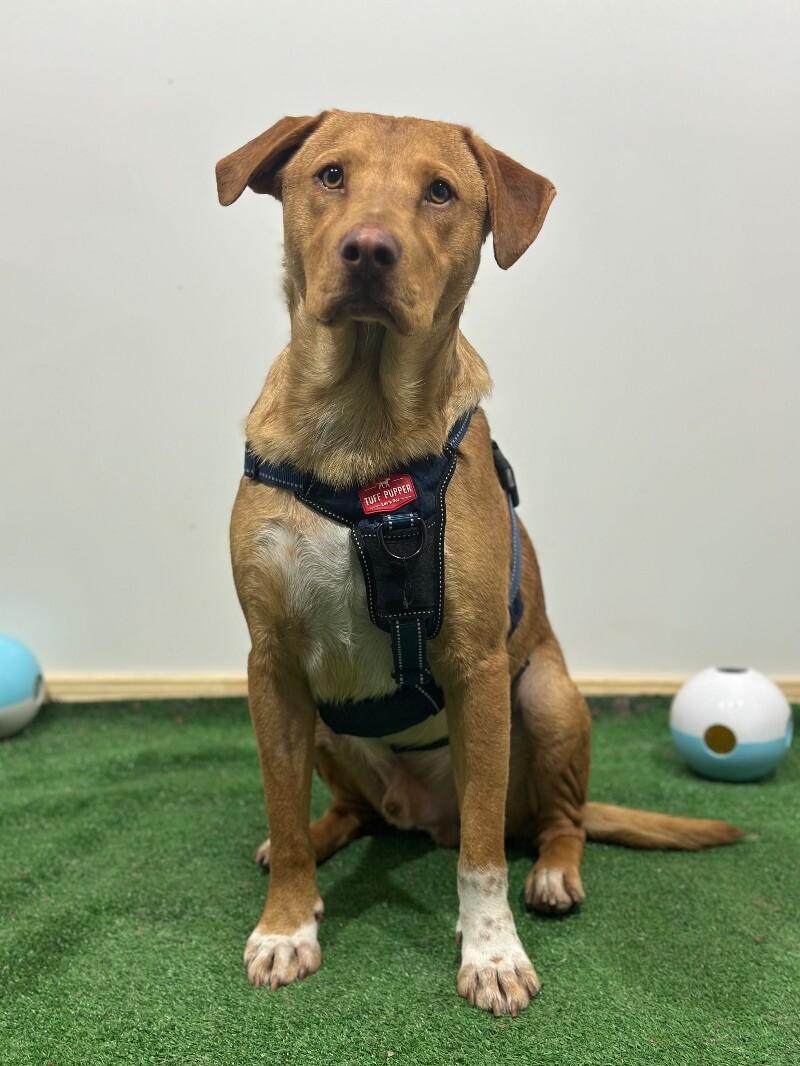 Dog for adoption - Pluto, a Vizsla & Mountain Cur Mix in Las Vegas, NV | Petfinder