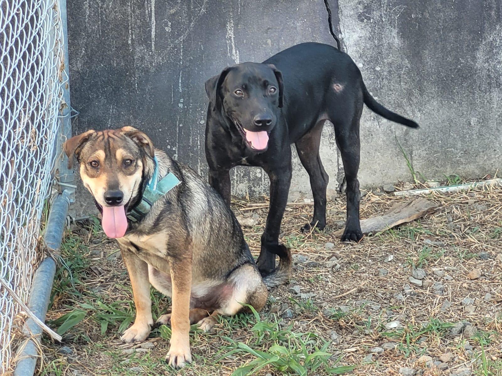 Dog for adoption - Gaudy, a Labrador Retriever & Miniature Schnauzer ...