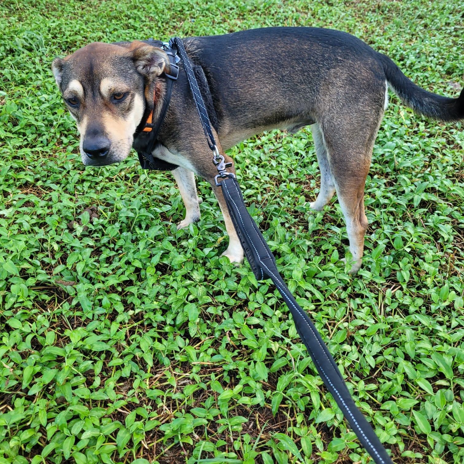 Dog for adoption - Gaudy, a Labrador Retriever & Miniature Schnauzer ...