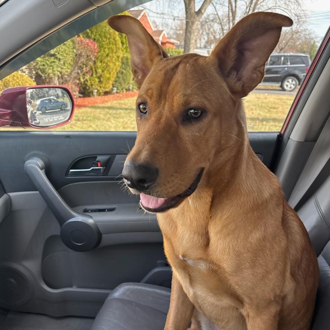 Dog for adoption - Steve, a Yellow Labrador Retriever & Golden ...