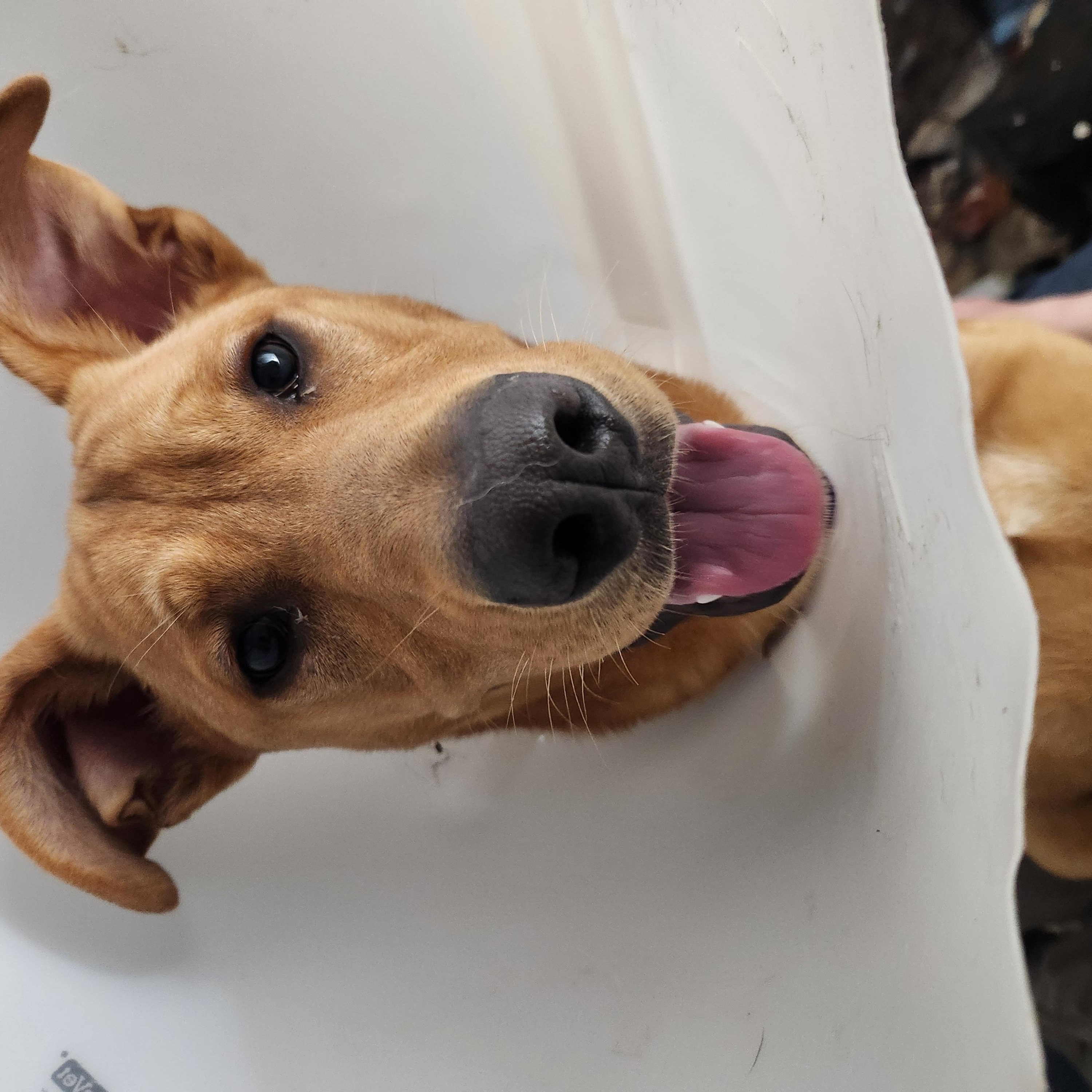 Dog for adoption - Steve, a Yellow Labrador Retriever & Golden ...