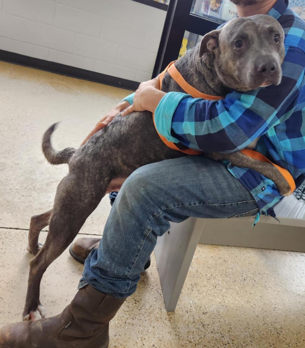 Dog for adoption - zack, a Pit Bull Terrier & Shar-Pei Mix in MARION ...