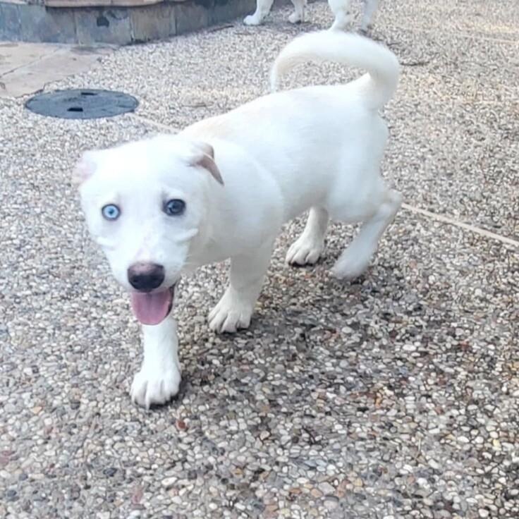 Dog for adoption - Mick Jagger Eighties, a Labrador Retriever & Husky ...