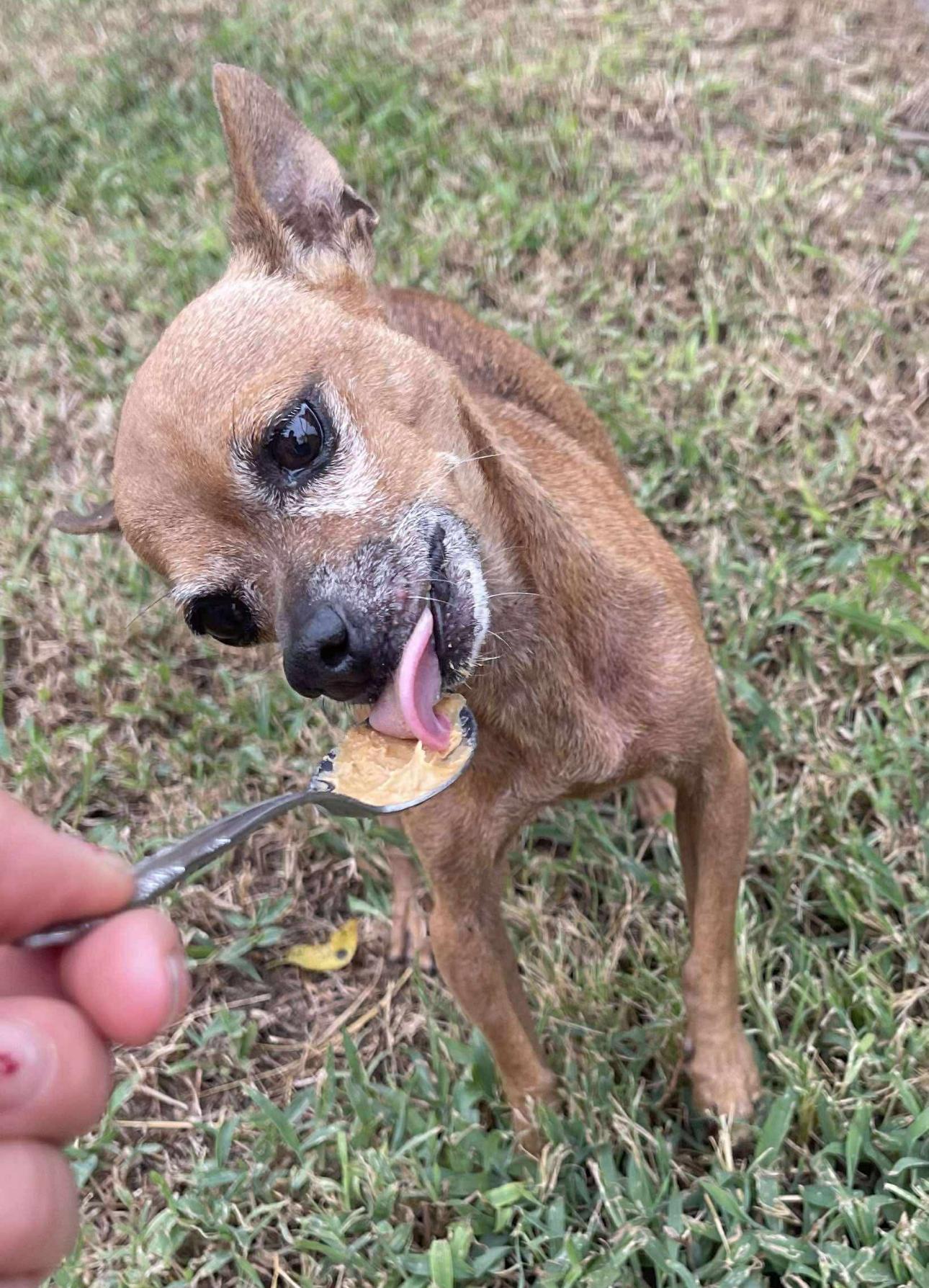 Dog for adoption - Knight, a Chihuahua in Cheyenne, WY | Petfinder