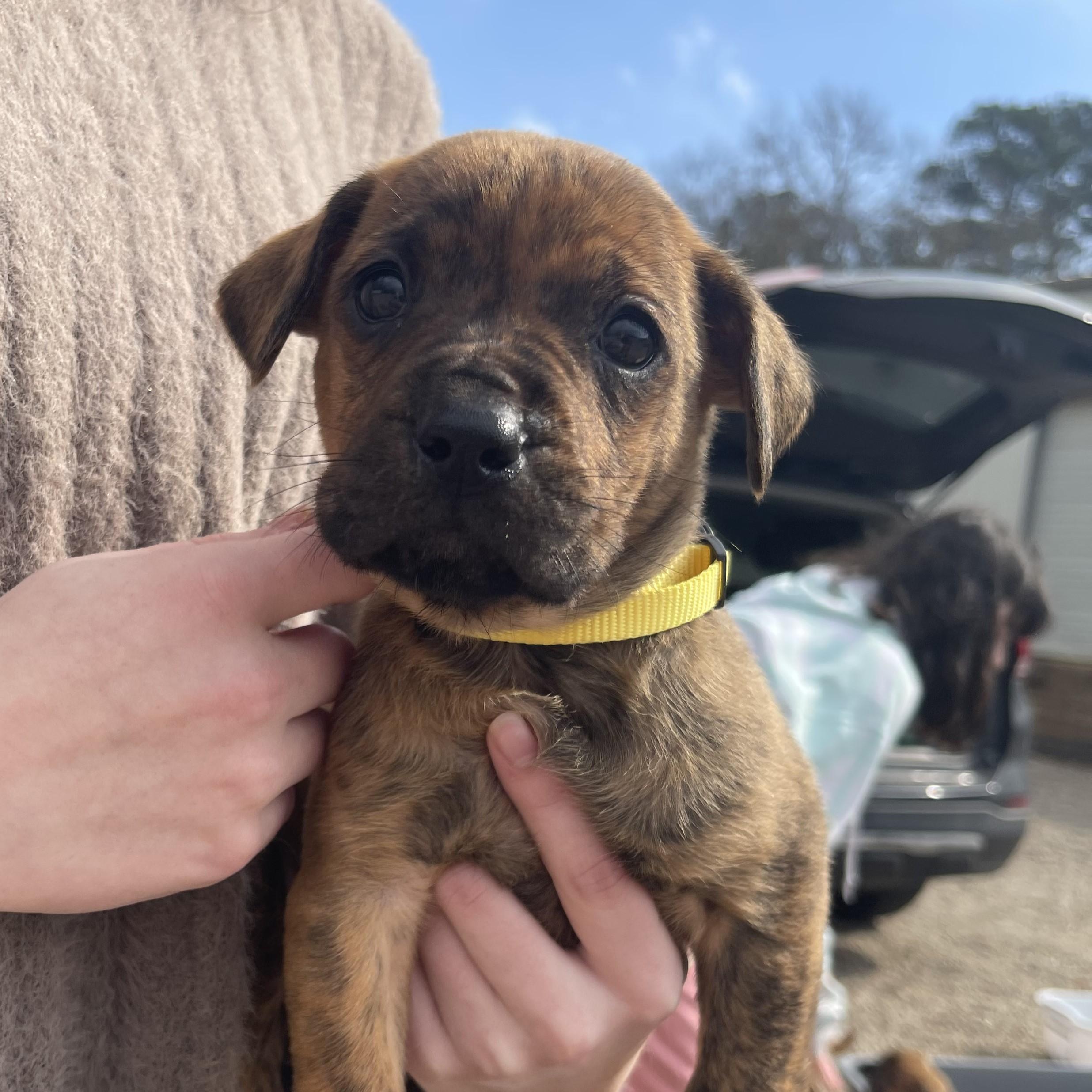 Dog for adoption - Stewie Griffin, a Pit Bull Terrier Mix in Stowe, VT ...