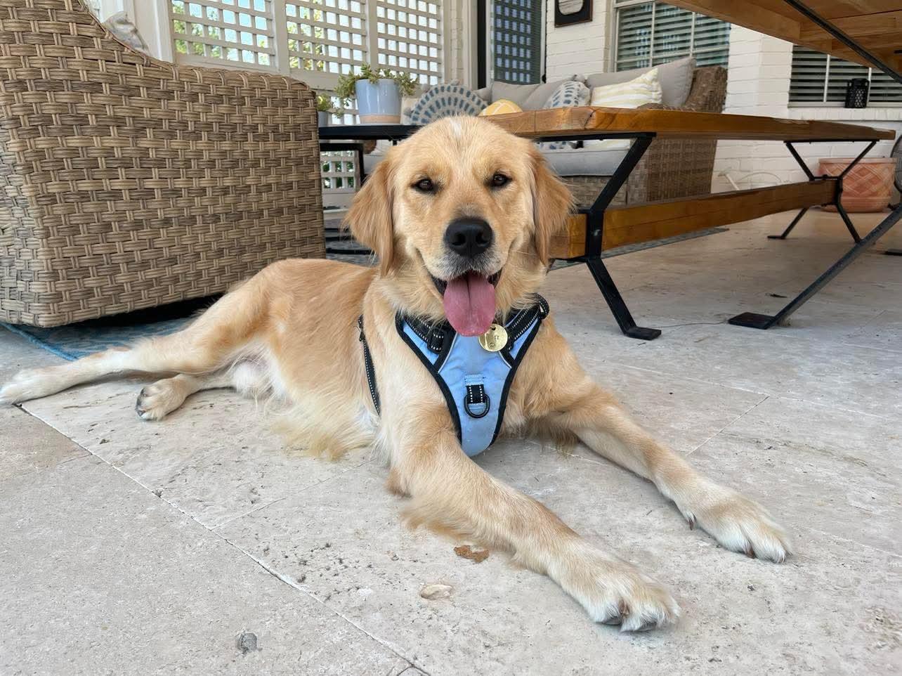 Dog for adoption - Cody, a Golden Retriever in denver, CO | Petfinder