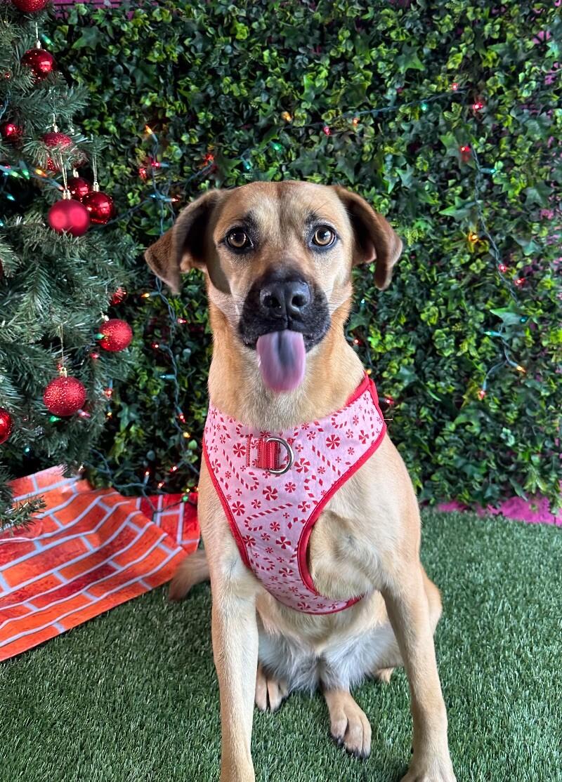 Dog for adoption - Roxy, a Black Mouth Cur & Rhodesian Ridgeback Mix in ...
