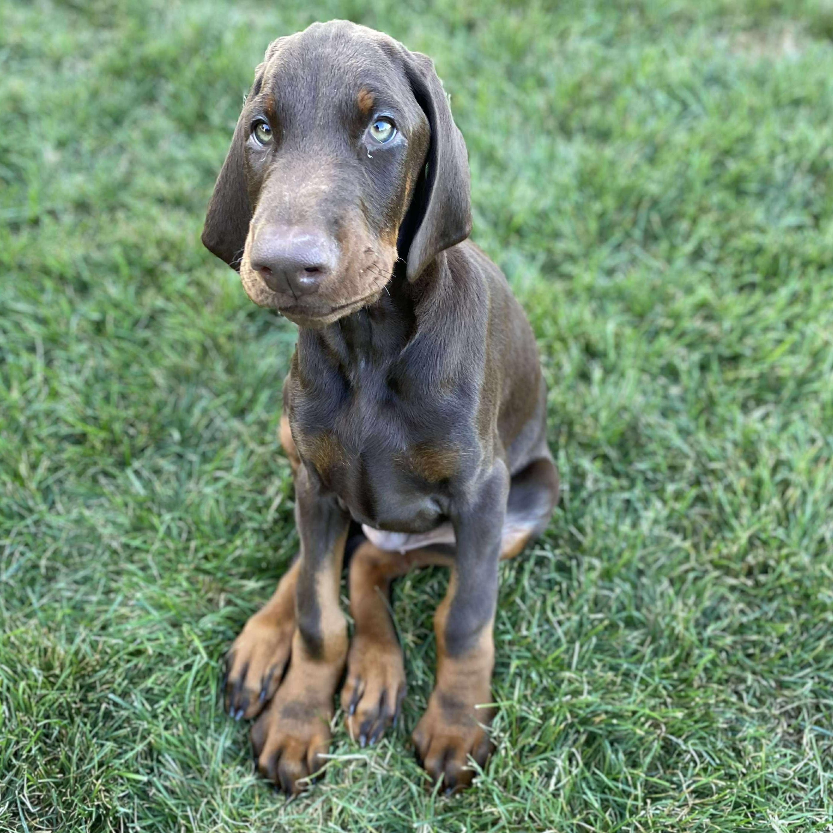 Dog for adoption - Goose, a Doberman Pinscher in Webster, NY | Petfinder