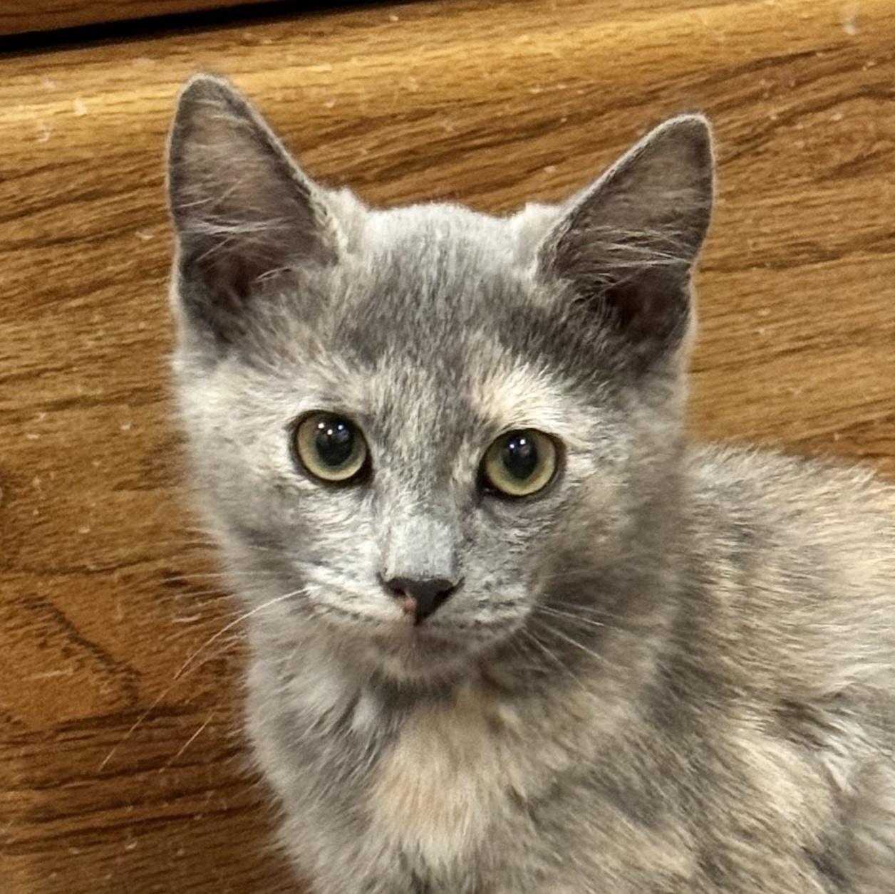 Cat for adoption - Countess of Cuddles, a Dilute Tortoiseshell in ...