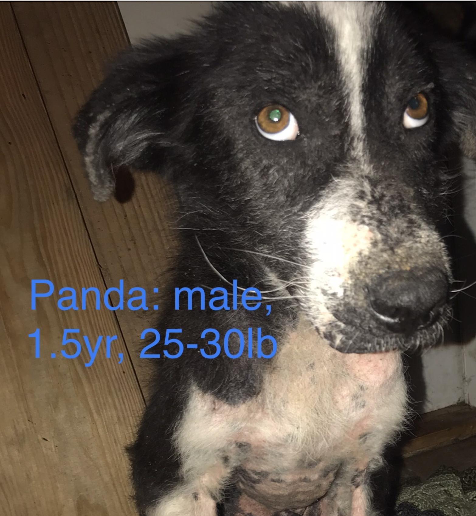 Dog for adoption - Panda, an Australian Shepherd Mix in Westwood, NJ ...