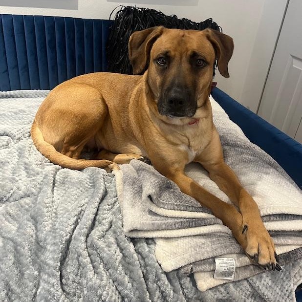 Dog for adoption - Ellie – Loving, Snuggles, Affectionate, Loyal! 3 yrs ...