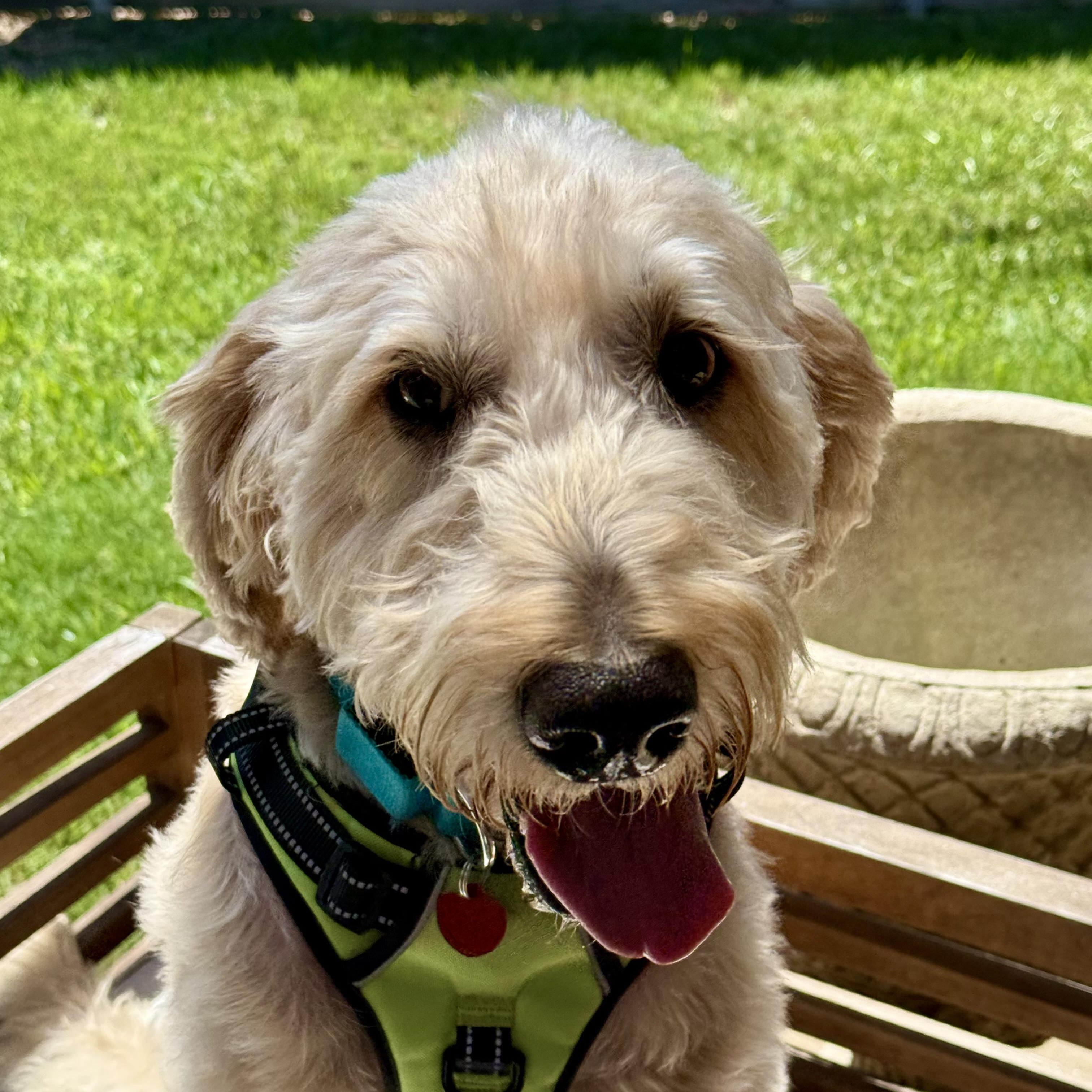 Dog for adoption - Dallas, a Goldendoodle in Dallas, TX | Petfinder