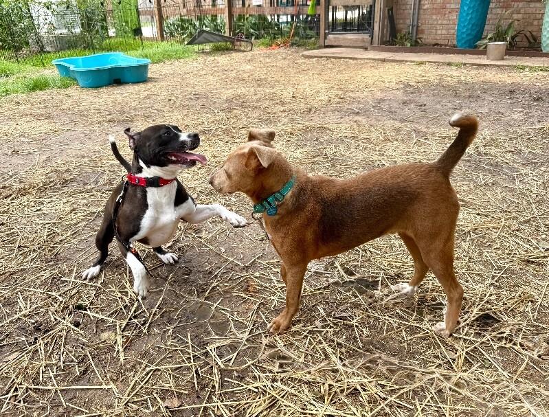 Dog for adoption - Scarlet Sandoval will Love Your Other Dogs!, a Boxer ...