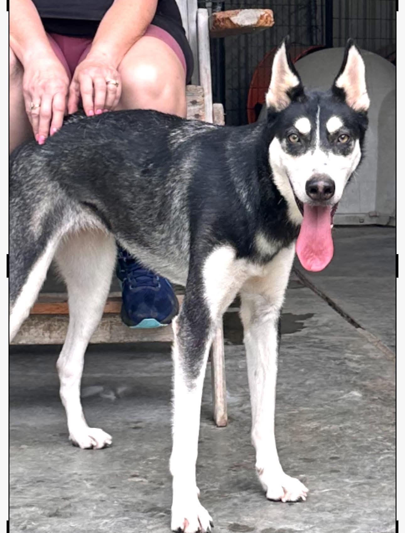 Dog for adoption - Jane Doe, a Siberian Husky Mix in Newbury , OH ...