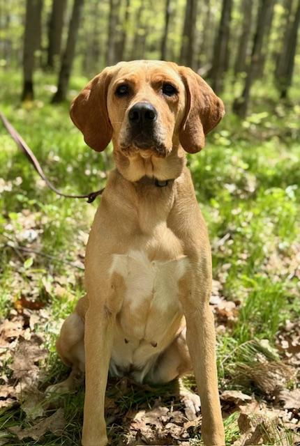 Dog for adoption - Luna, a Yellow Labrador Retriever in Madison, WI ...