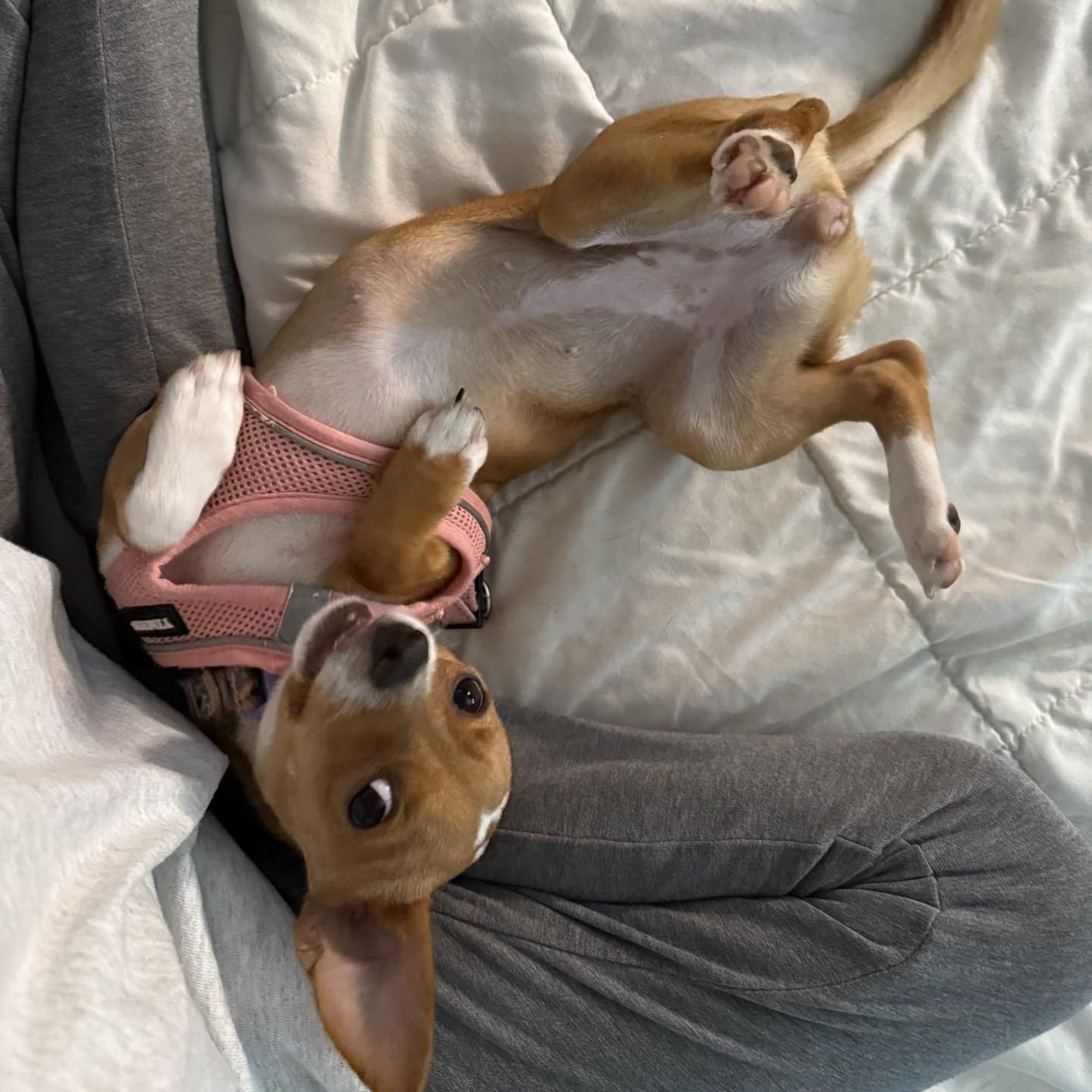 Dog for adoption - Catalina Laura, a Chihuahua Mix in Duluth, GA ...