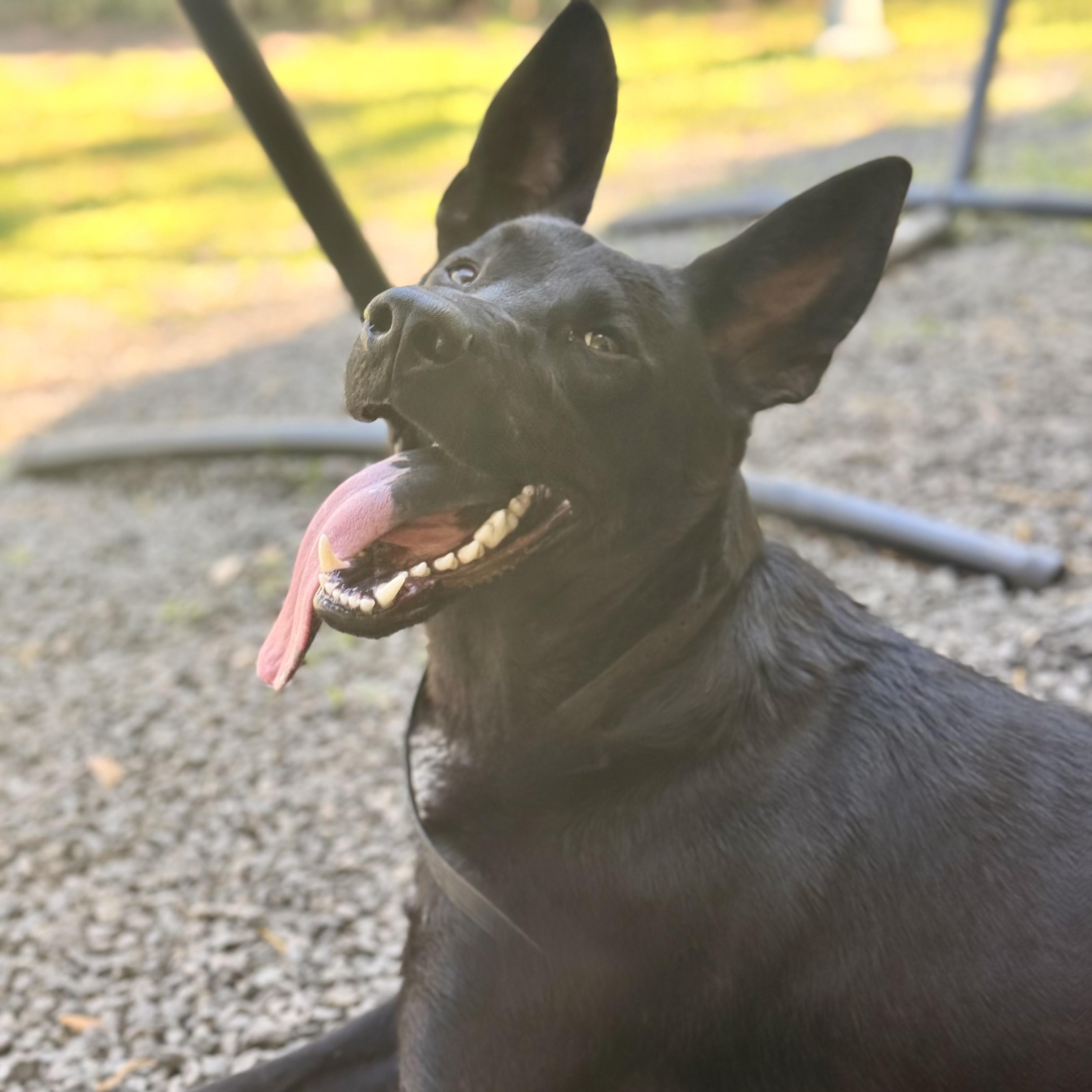 Dog for adoption - Major, a Belgian Shepherd / Malinois & Black ...