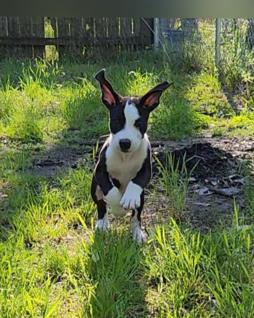 Dog for adoption - Hansel , a Hound Mix in Killian, LA | Petfinder