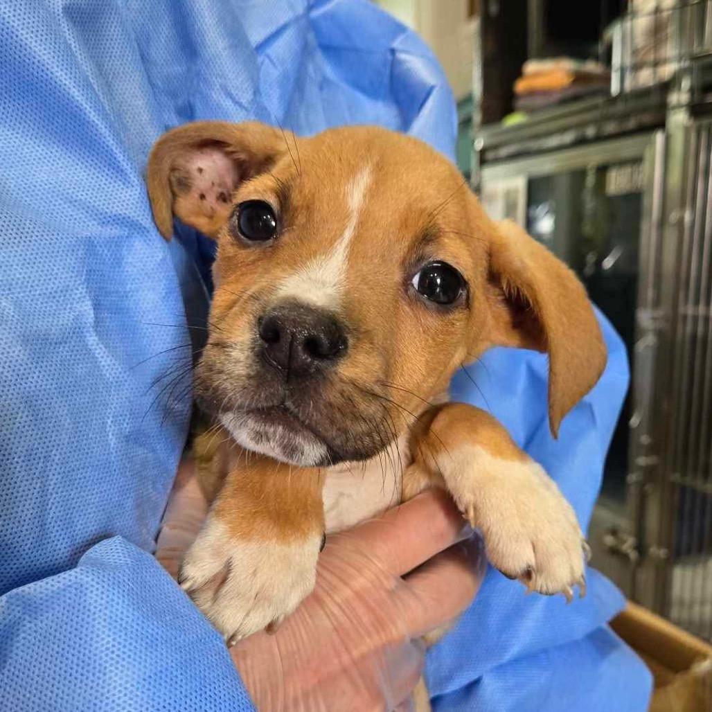 Dog for adoption - Carma, a Mixed Breed in Cape Girardeau, MO | Petfinder