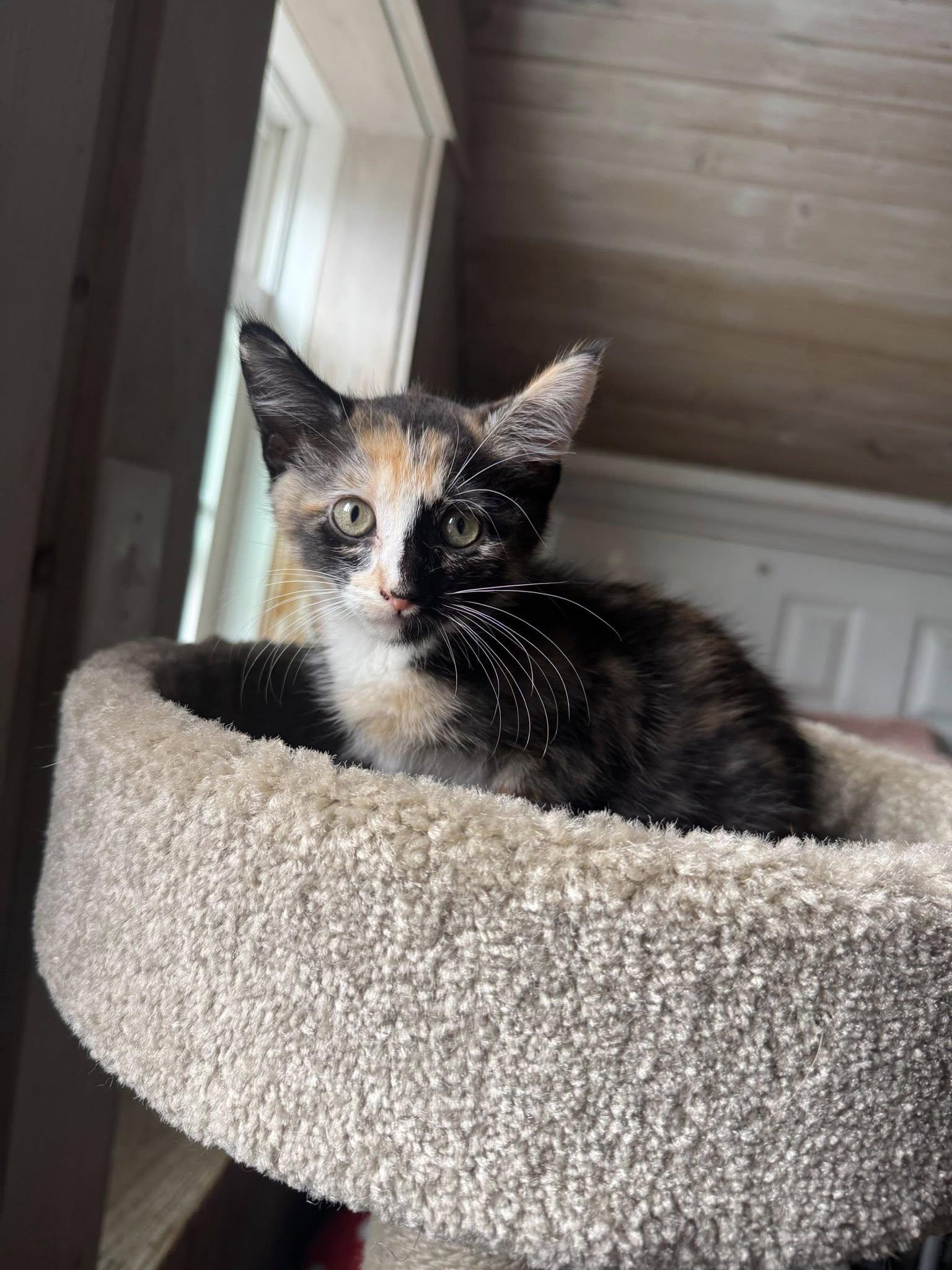 Cat for adoption - Kiwi, a Calico in Leon, KS | Petfinder