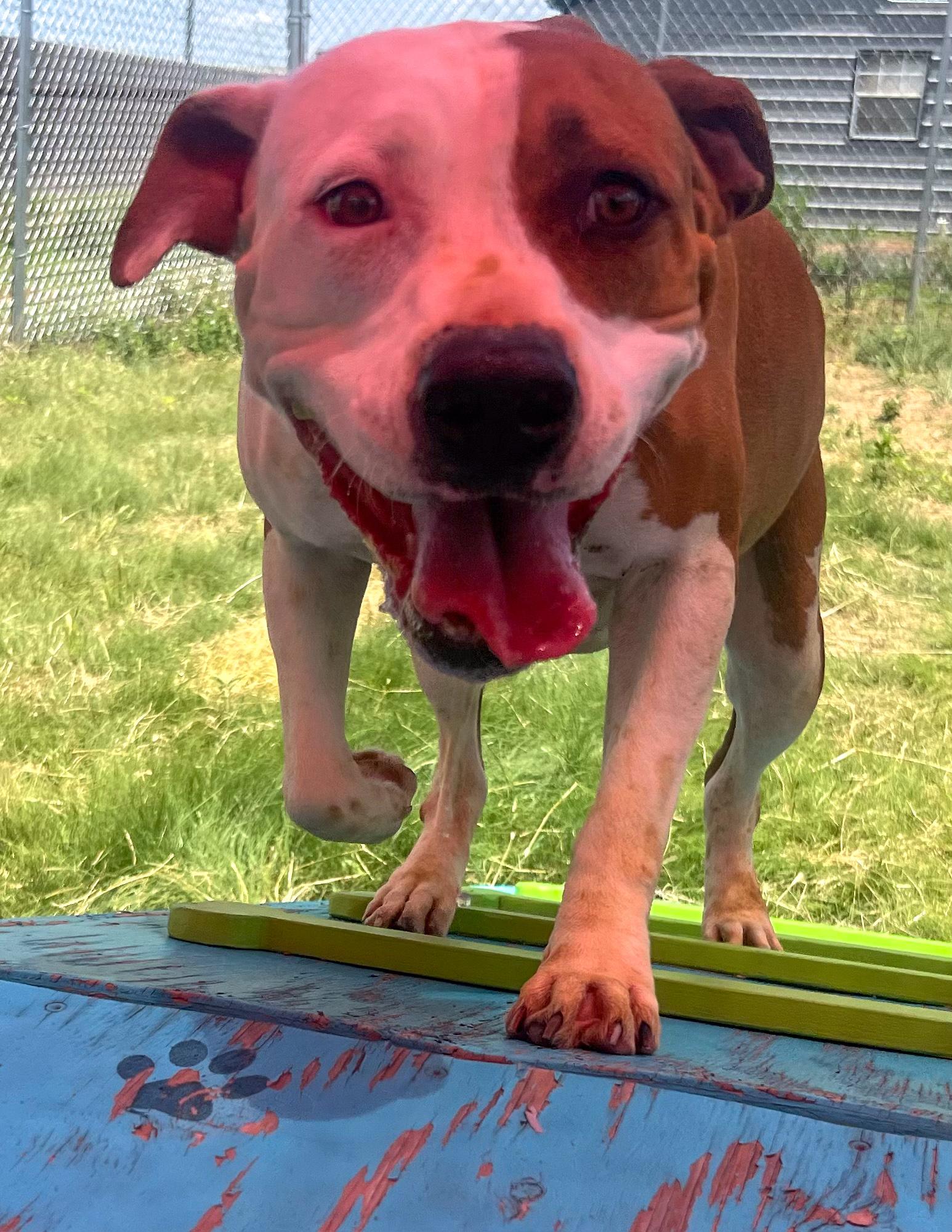 Dog for adoption - Cheetos, a Mixed Breed in Baltimore, MD | Petfinder