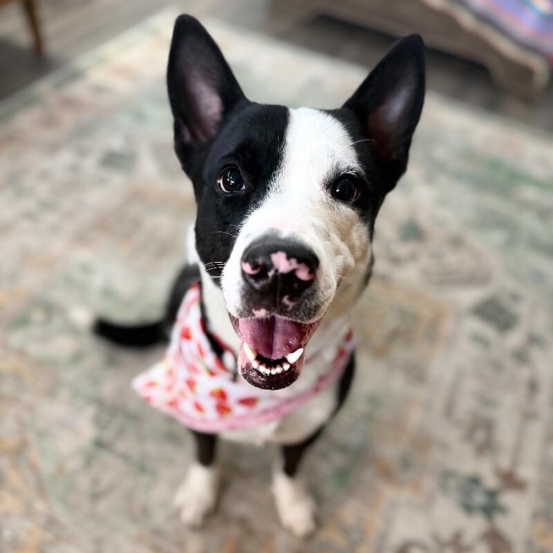 Dog for adoption - Clarice some corgi some lab all bestie, a Corgi ...