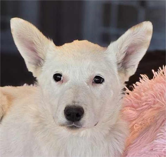 Dog for adoption - Violet, a Samoyed & Golden Retriever Mix in ...