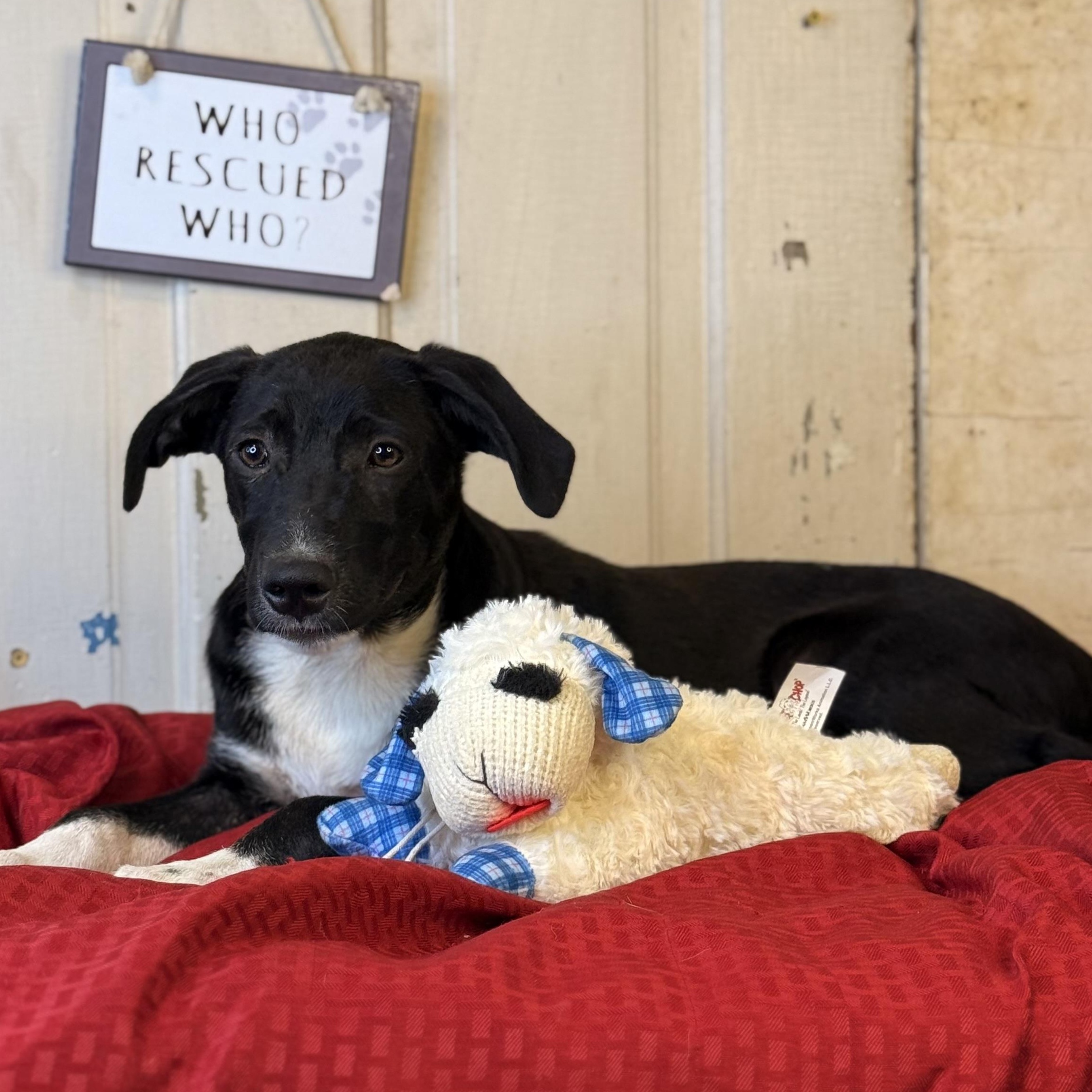 Dog for adoption - Hayes $150, a Border Collie & Black Labrador ...
