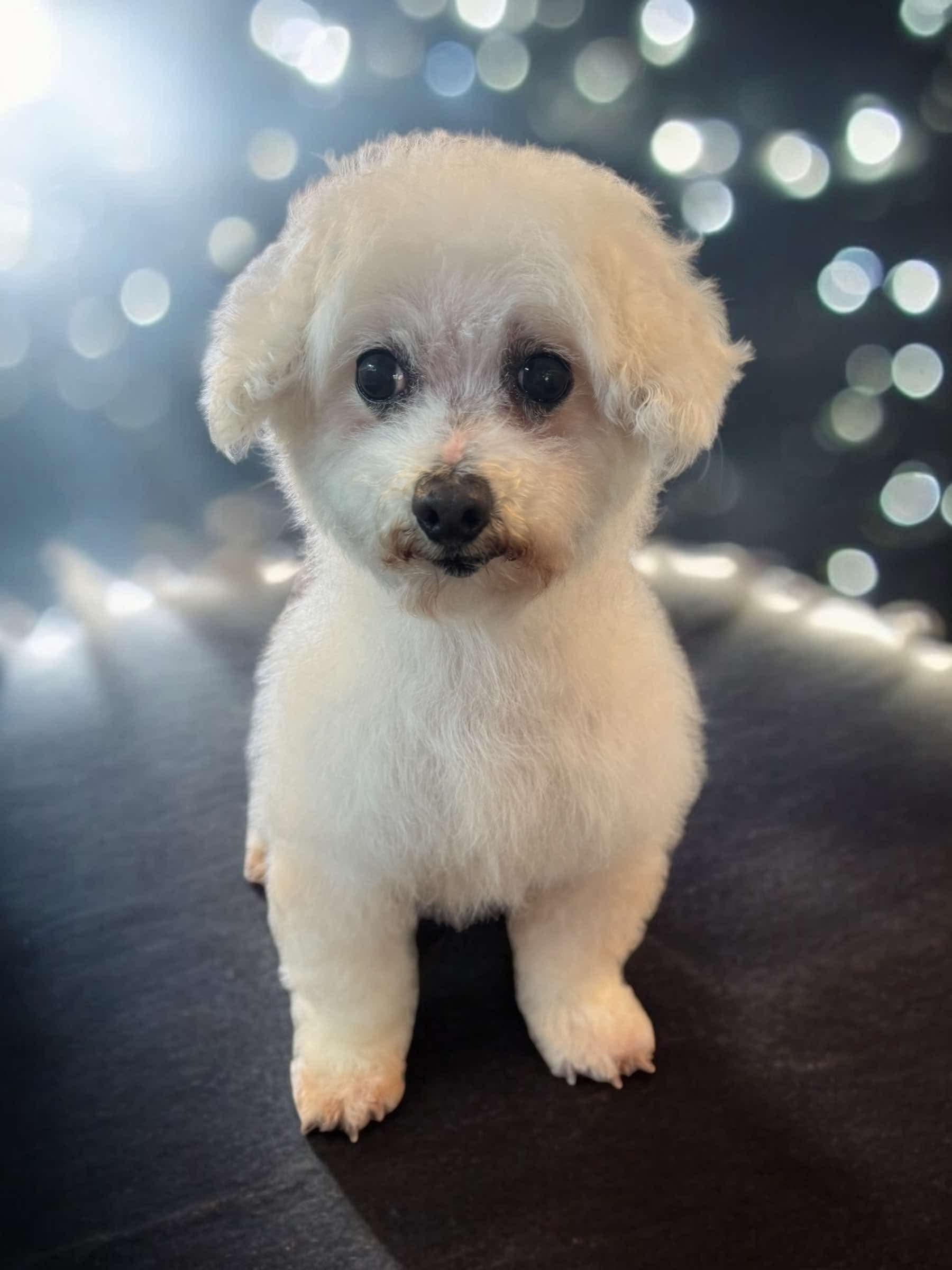 Dog for adoption - Pansy, a Maltese in Anniston, AL | Petfinder