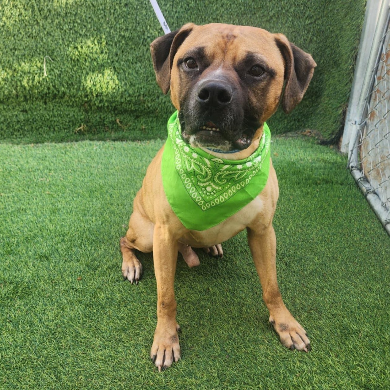 Dog for adoption - Vegas, a Boxer Mix in Durango, CO | Petfinder