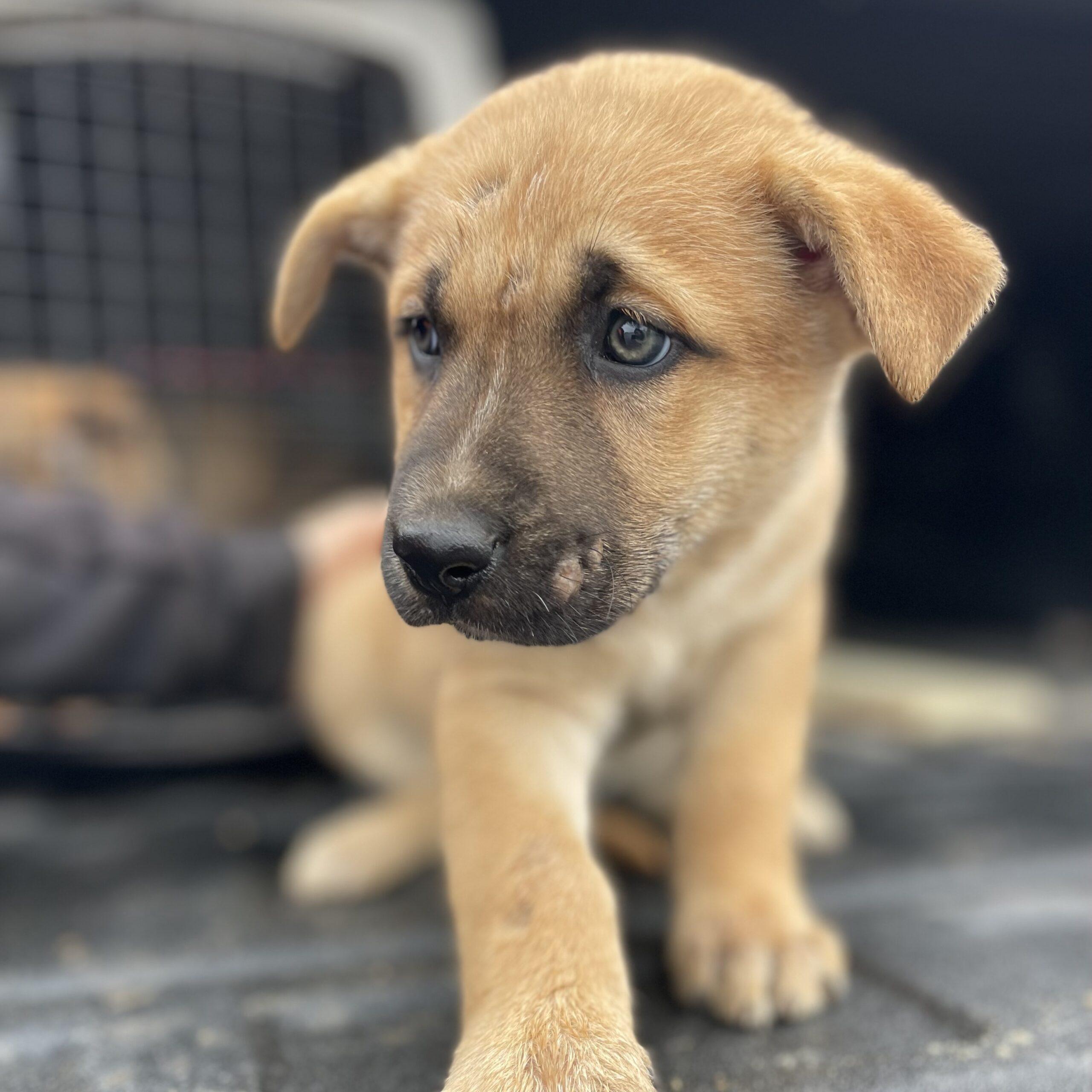 Dog for adoption - Velma, a German Shepherd Dog & Chow Chow Mix in ...