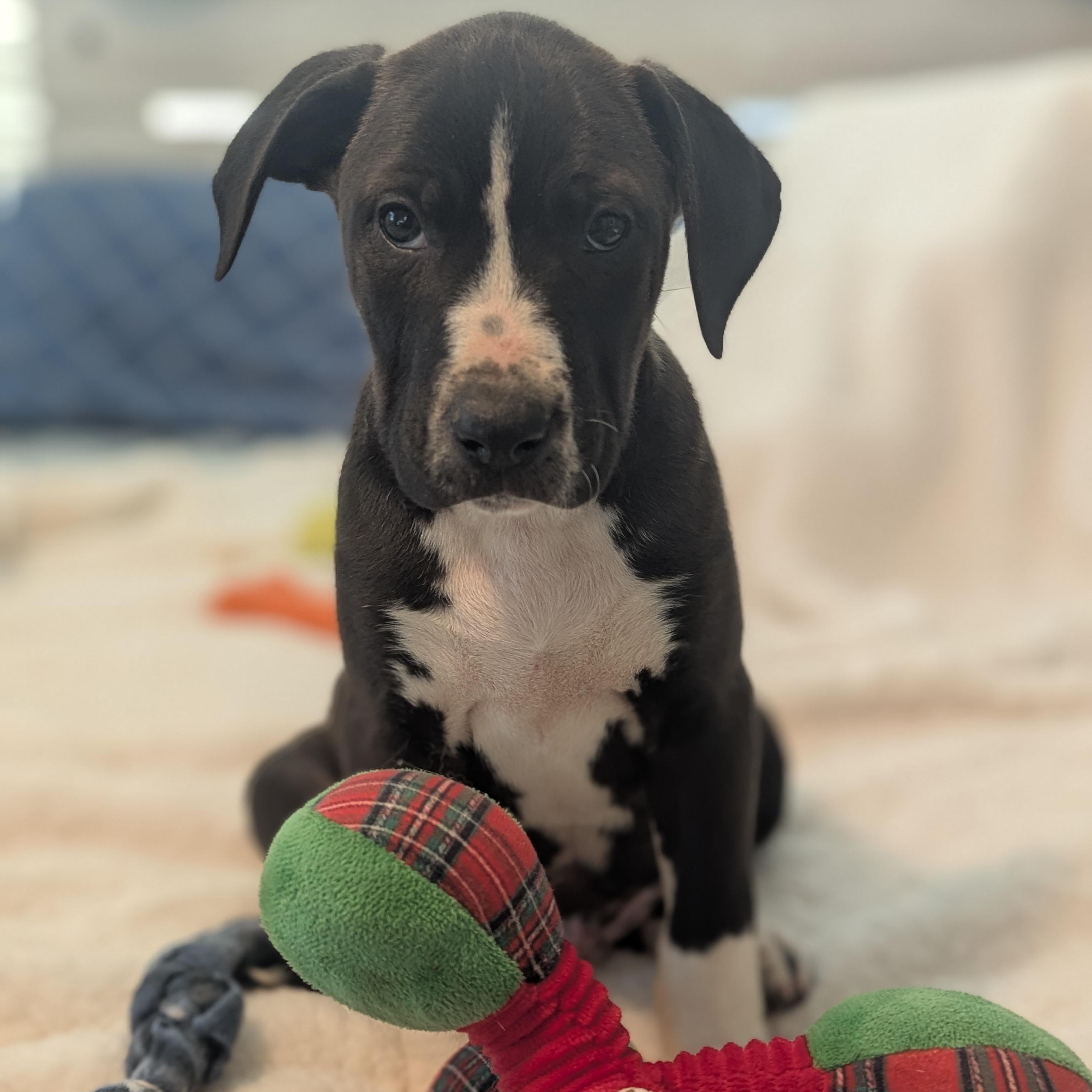 Dog for adoption - Merlin, a Black Labrador Retriever & German ...