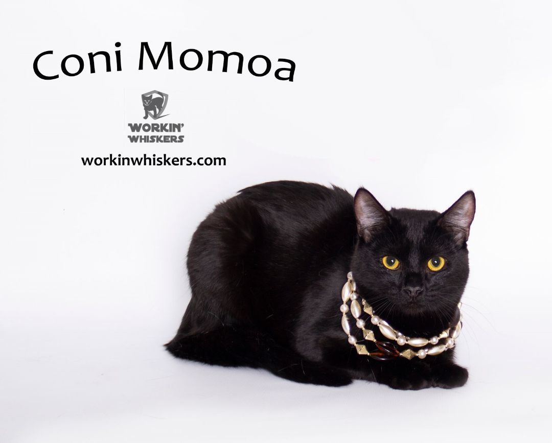 Cat for adoption - CONI MOMOA, a Bombay & Domestic Short Hair Mix in ...