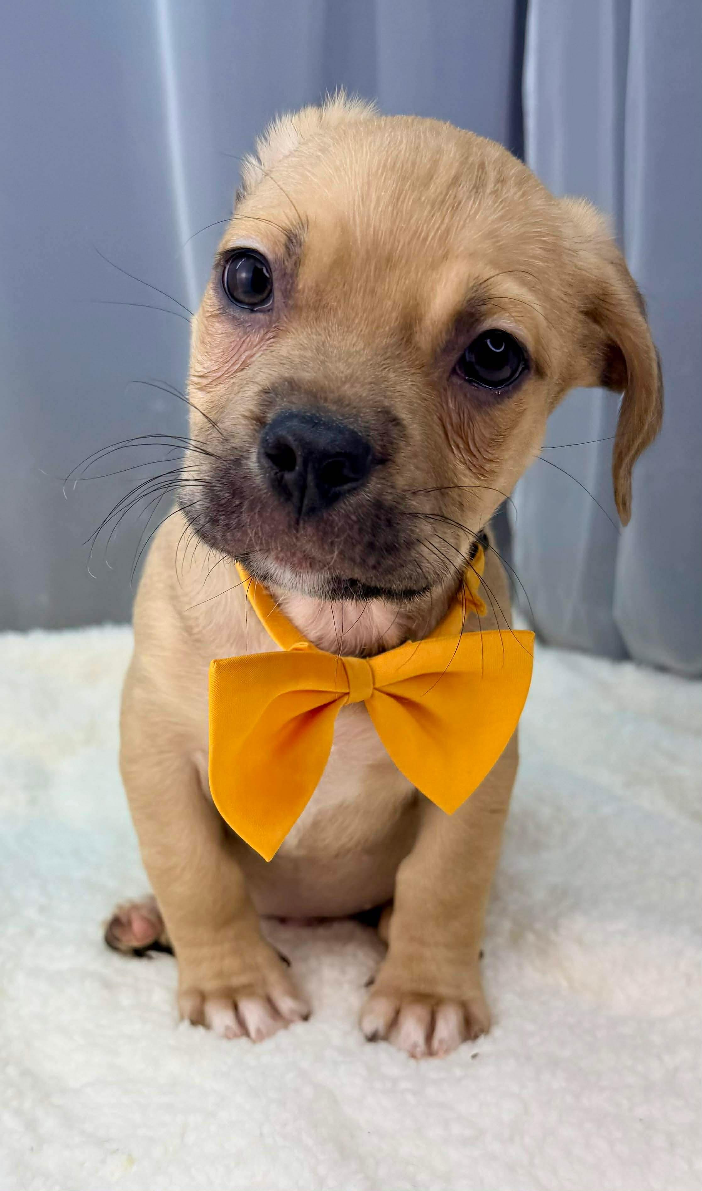 Lucas - Adoptable Pet | Petfinder | Petfinder