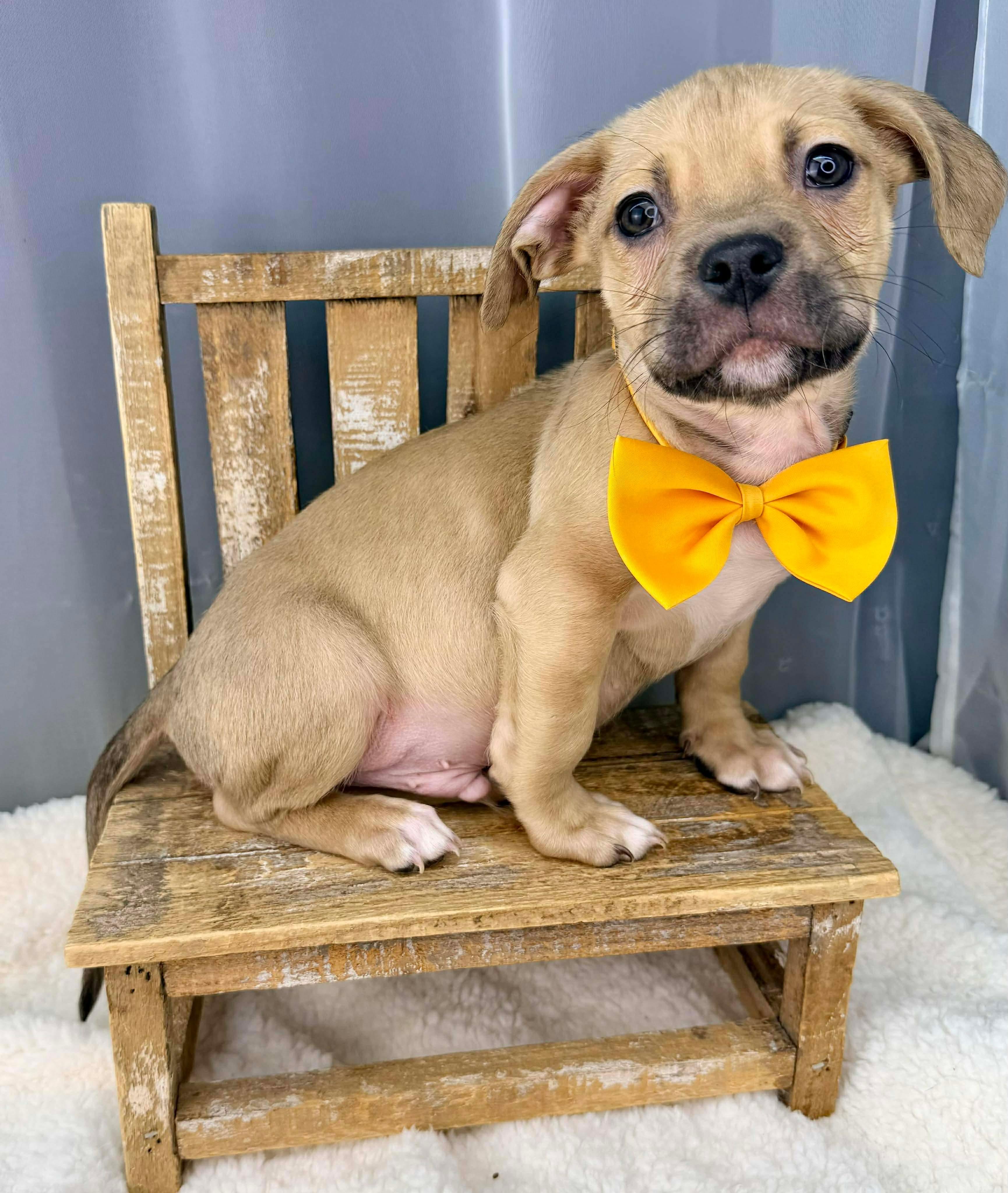 Lucas - Adoptable Pet | Petfinder | Petfinder