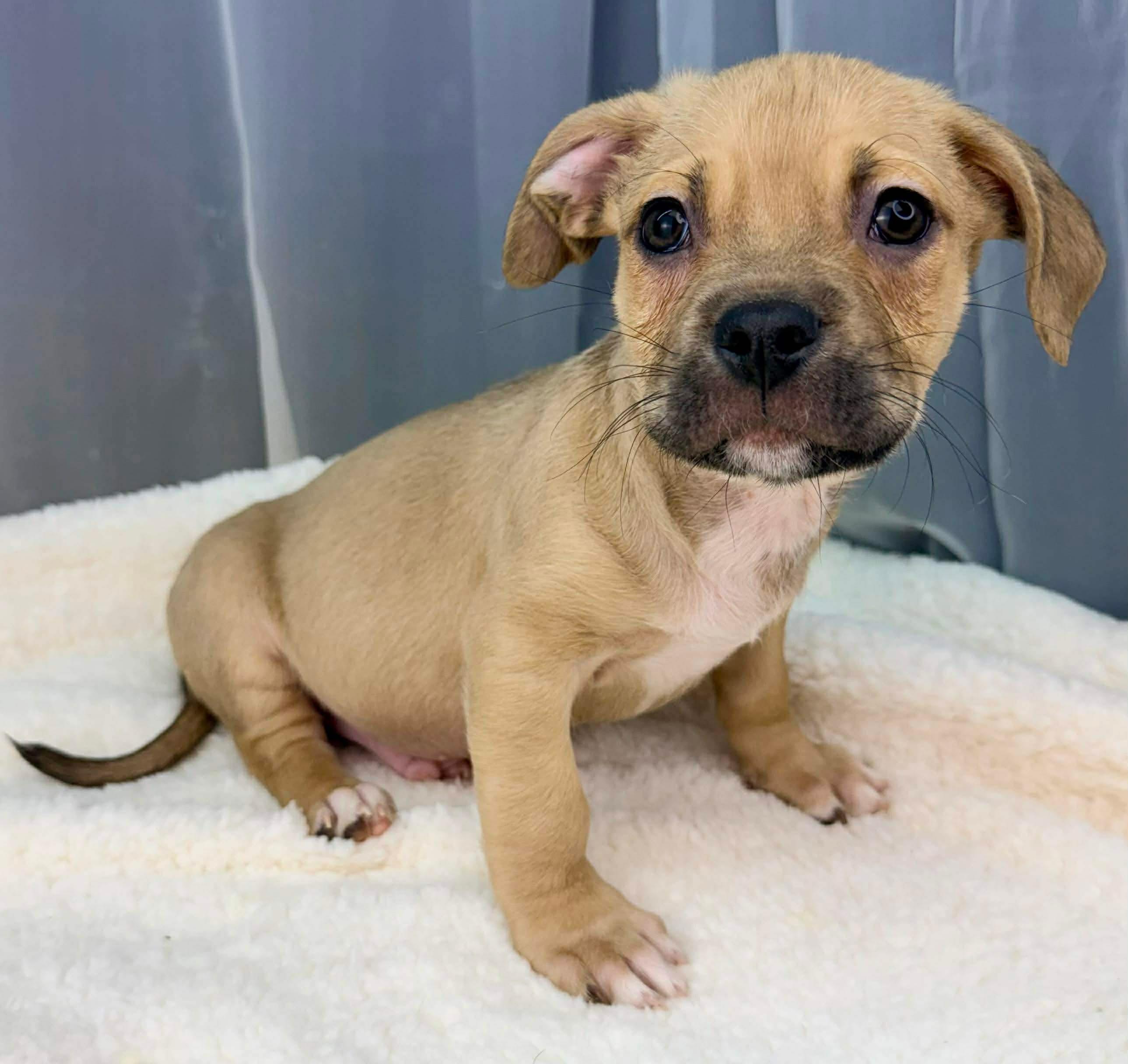 Lucas - Adoptable Pet | Petfinder | Petfinder
