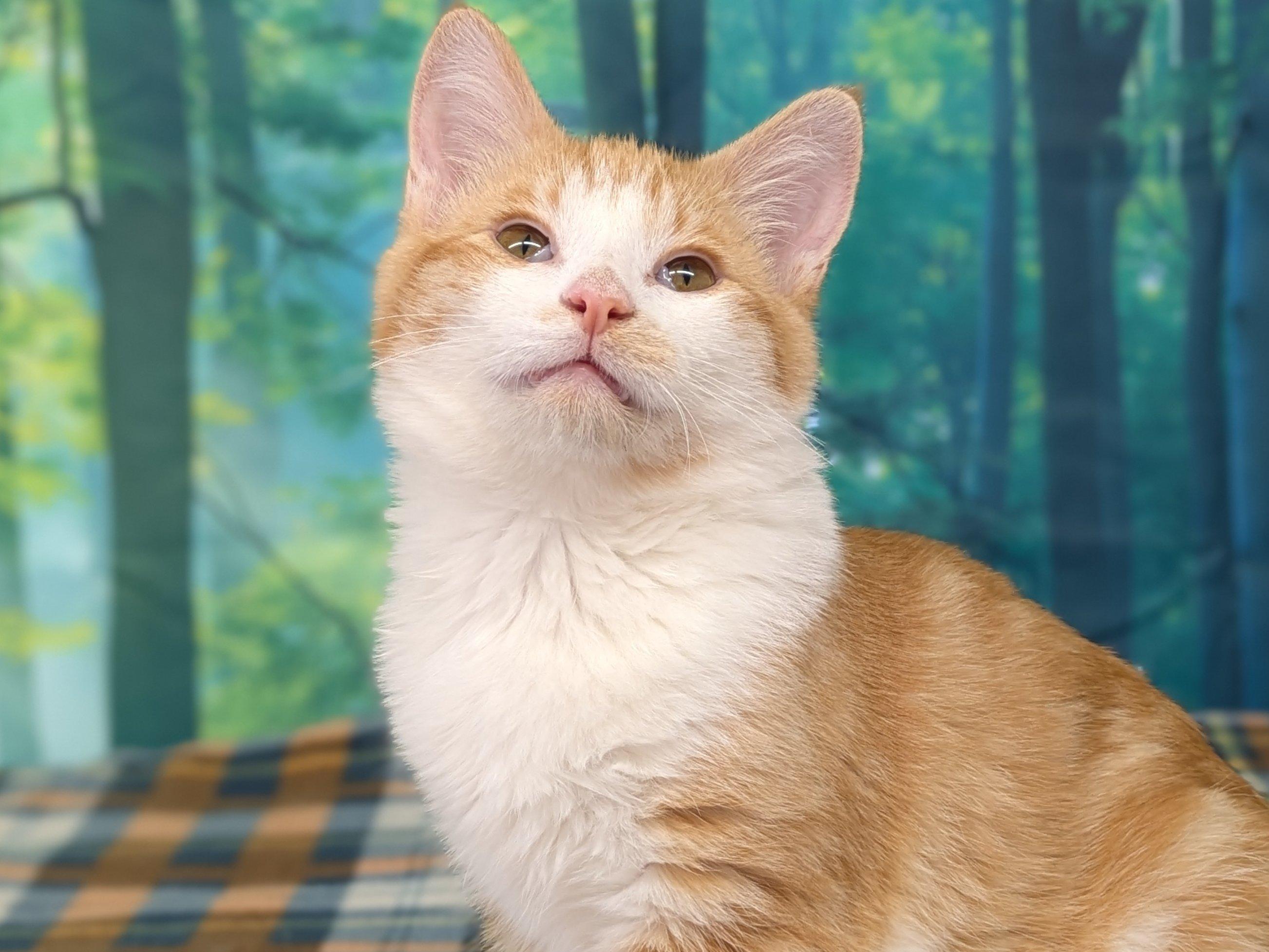 Cat for adoption - Kit Kat, a Tabby & Domestic Short Hair Mix in Monroe ...