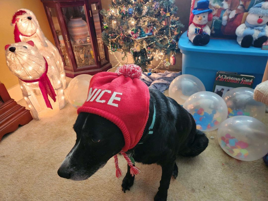 Dog for adoption - Raven, a Mixed Breed in Jerome, ID | Petfinder