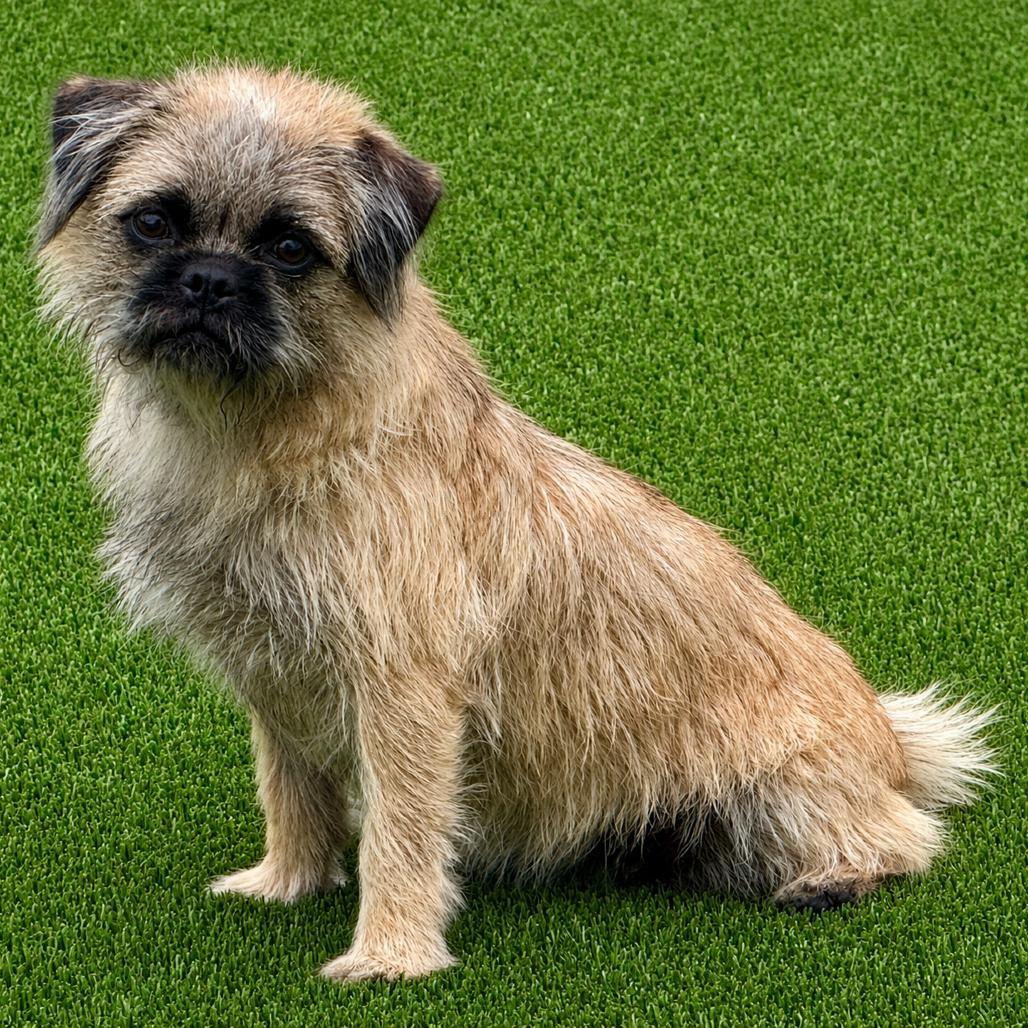 Happy - Adoptable Pet | Petfinder | Petfinder