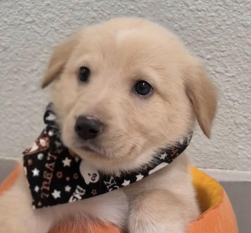 Dog for adoption - Winifred, a Labrador Retriever & Great Pyrenees Mix ...