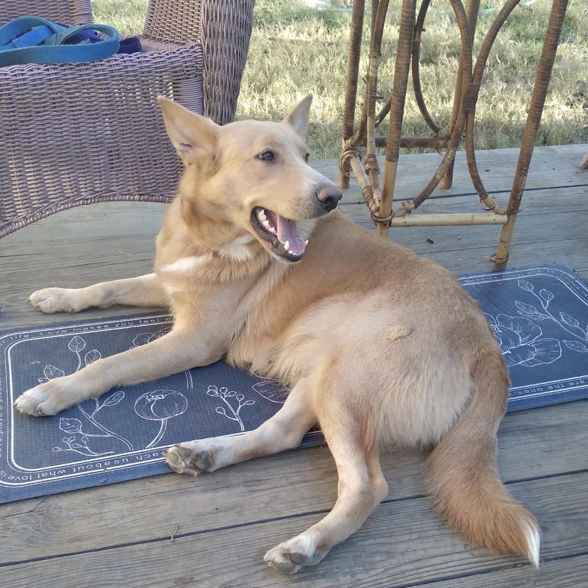 Dog for adoption - Gina PC, a Labrador Retriever & Husky Mix in ...