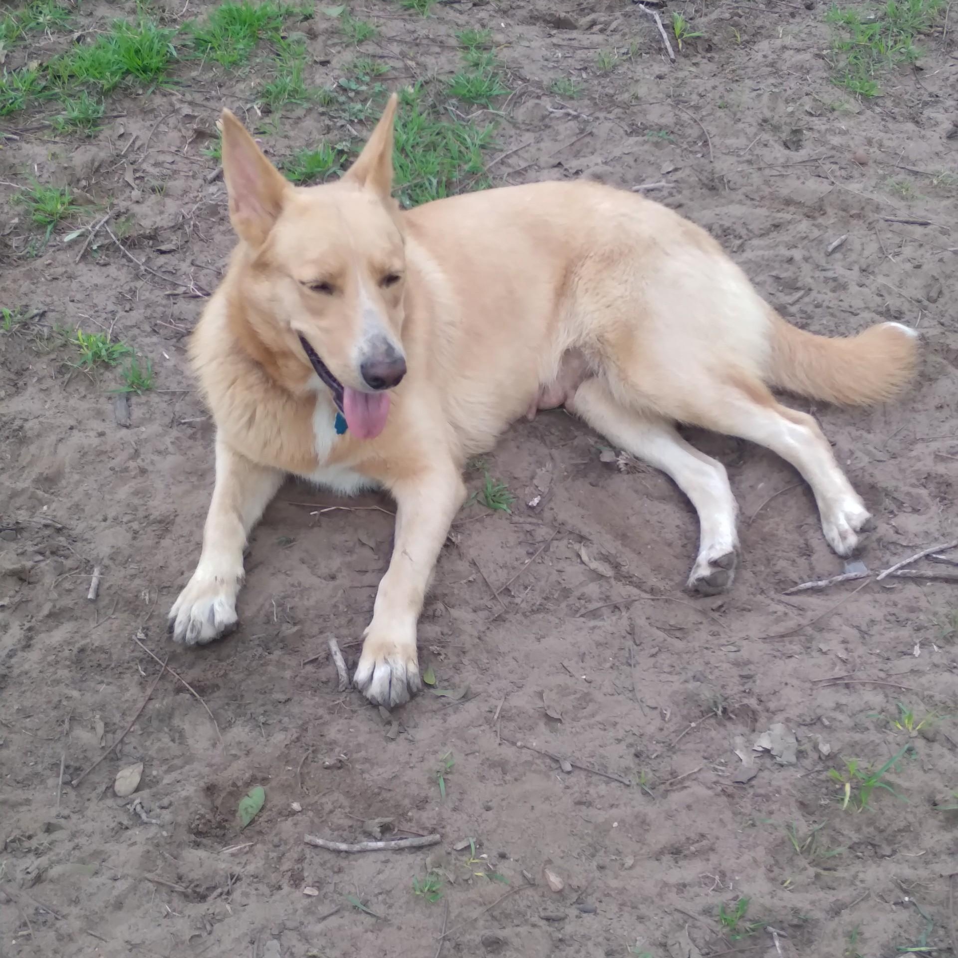 Dog for adoption - Gina PC, a Labrador Retriever & Husky Mix in ...