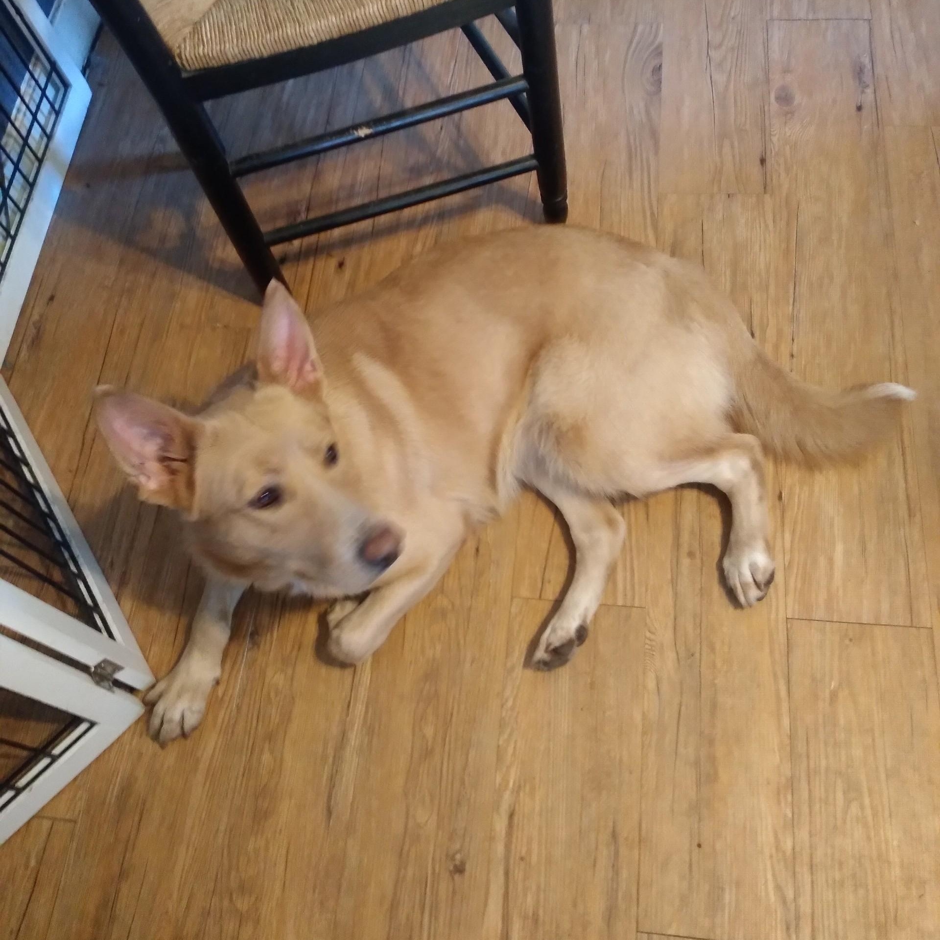Dog for adoption - Gina PC, a Labrador Retriever & Husky Mix in ...