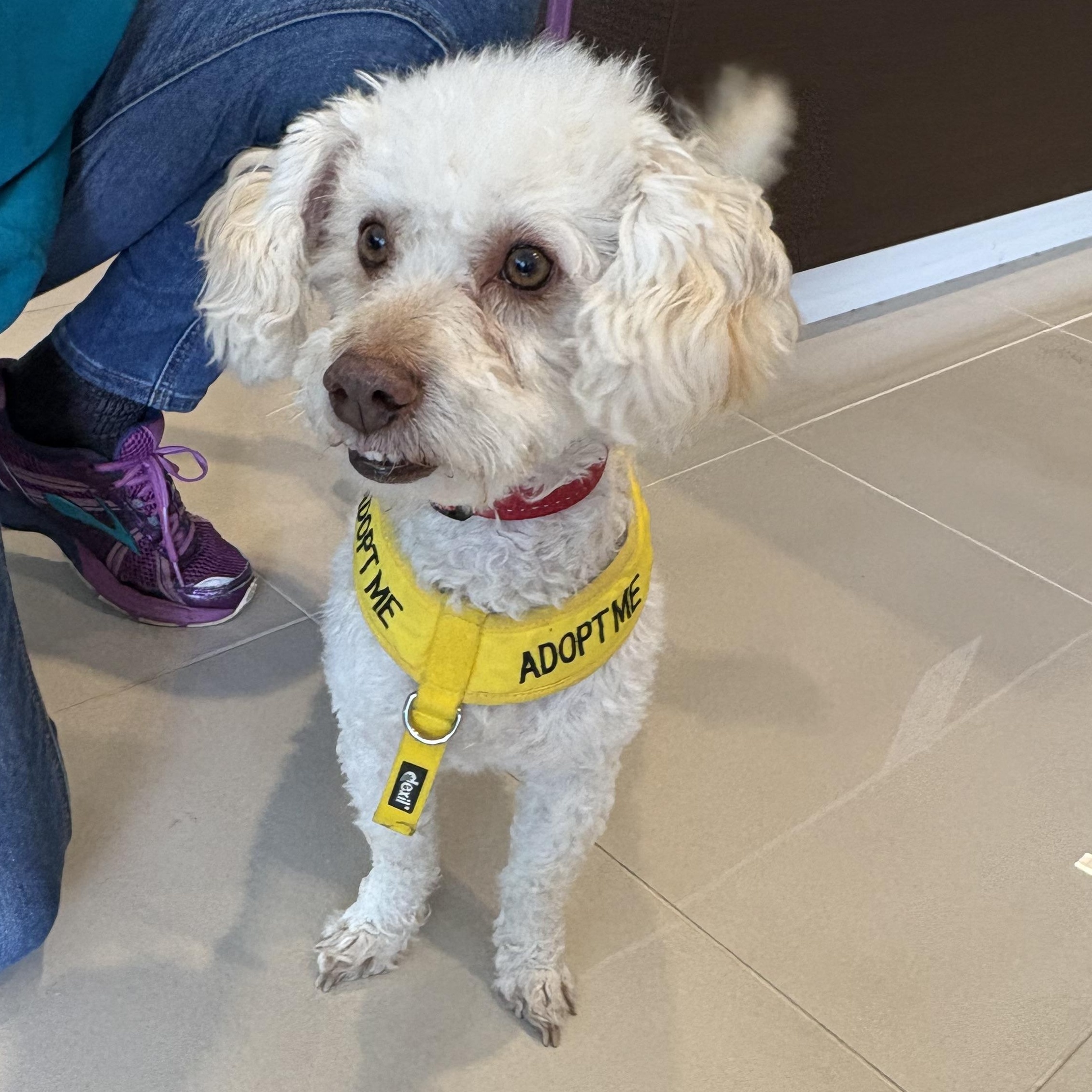 Dog for adoption - coco still looking forever home, a Cockapoo in ...