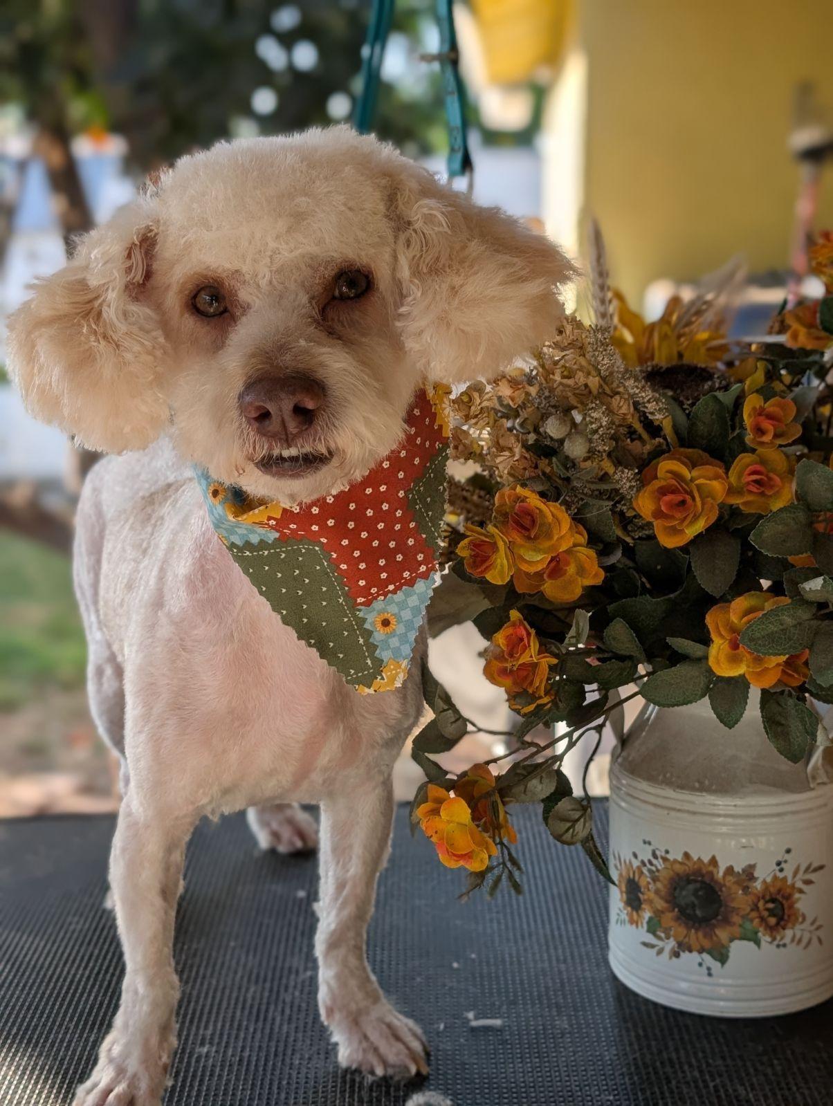 Dog for adoption - coco still looking forever home, a Cockapoo in ...