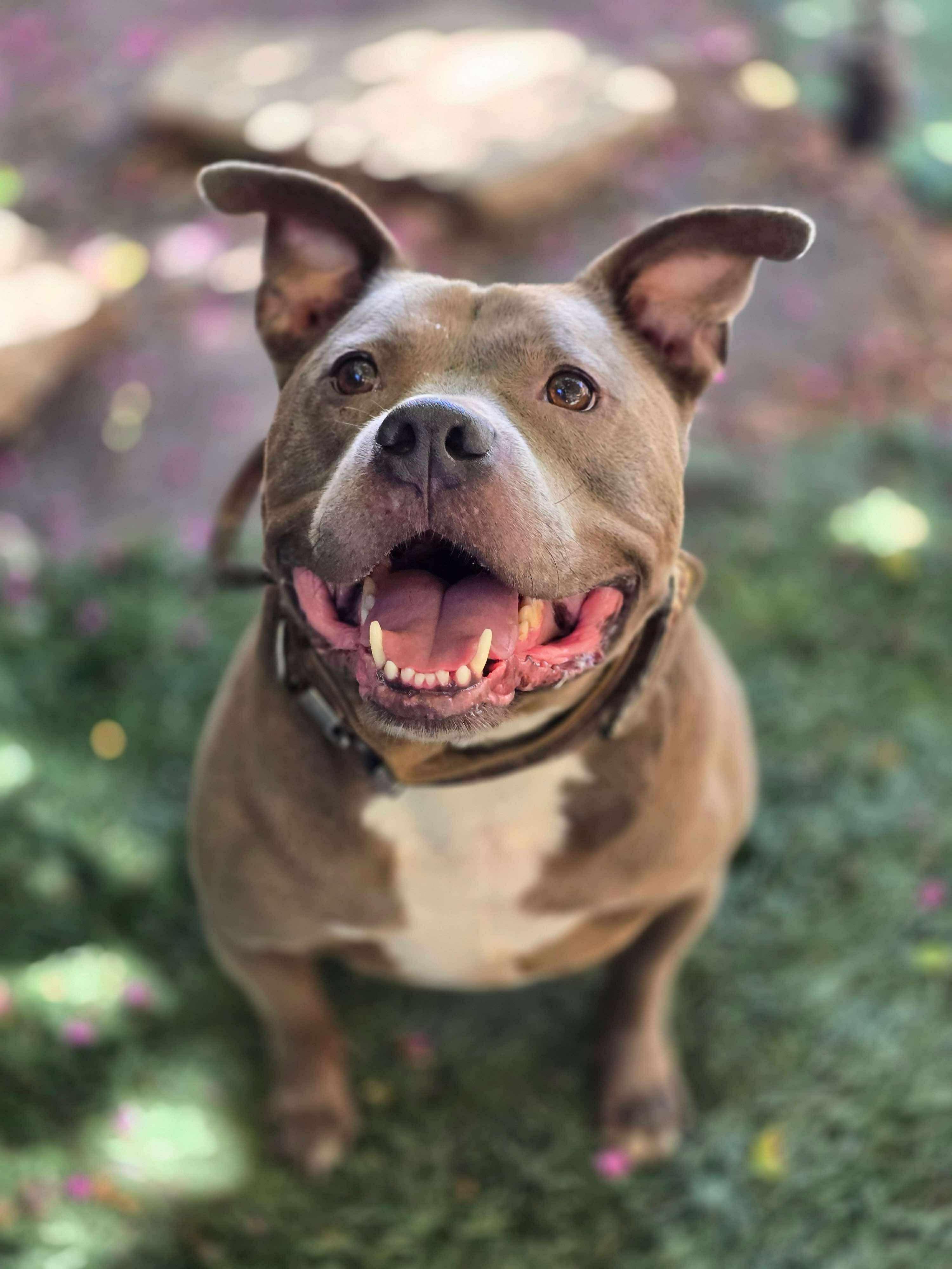 Dog for adoption - Kano, an American Bully Mix in Hartford , CT | Petfinder
