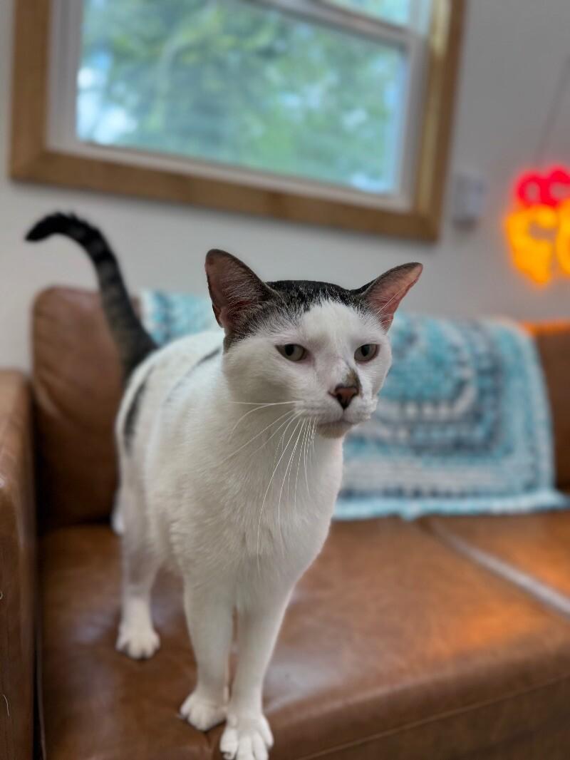 Cat for adoption - TomTom Wilson, a Tabby Mix in Philadelphia, PA ...